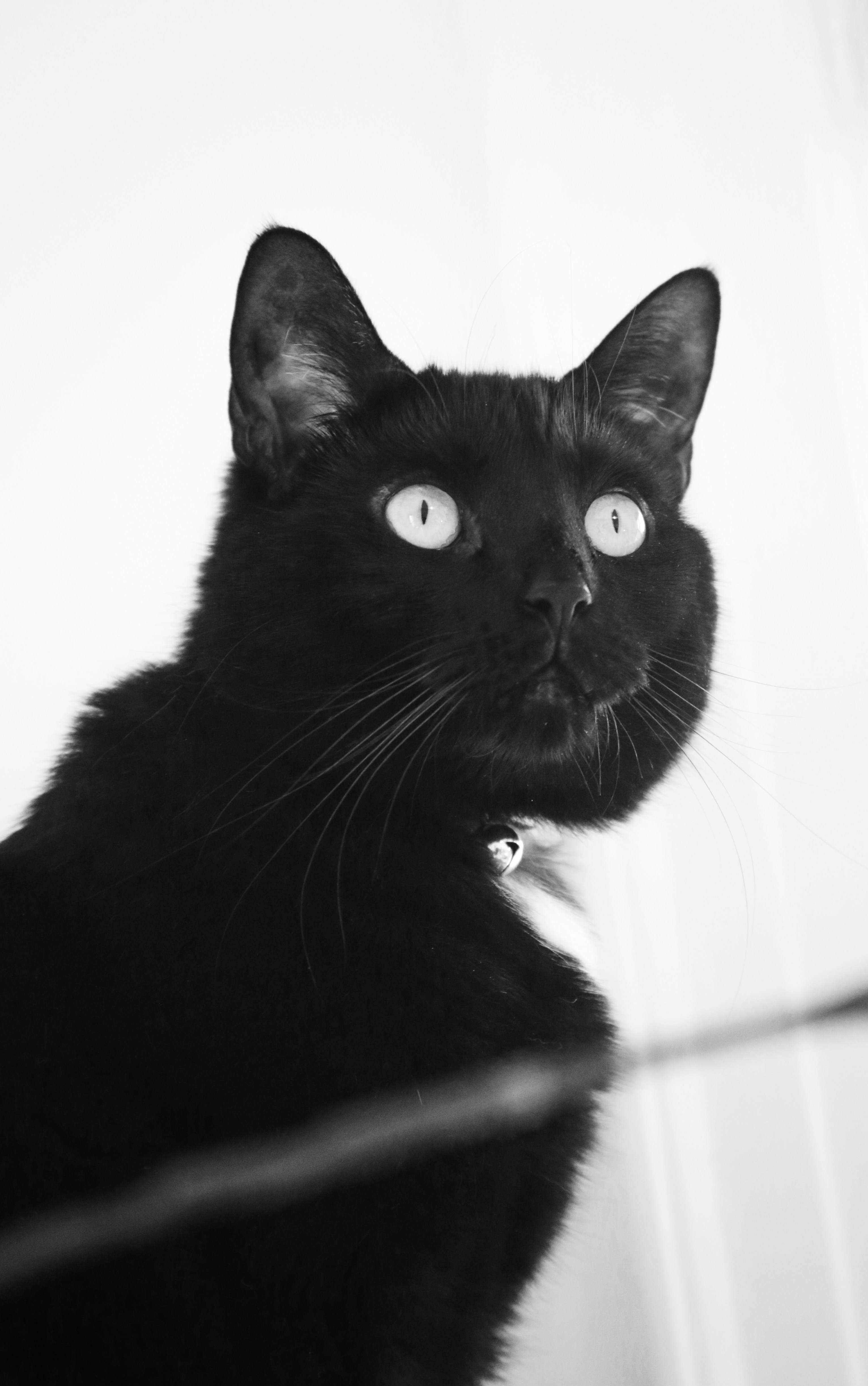 Black cat with striking white eyes gazing intently, set against a soft, blurred background. The high contrast highlights the cat's features.