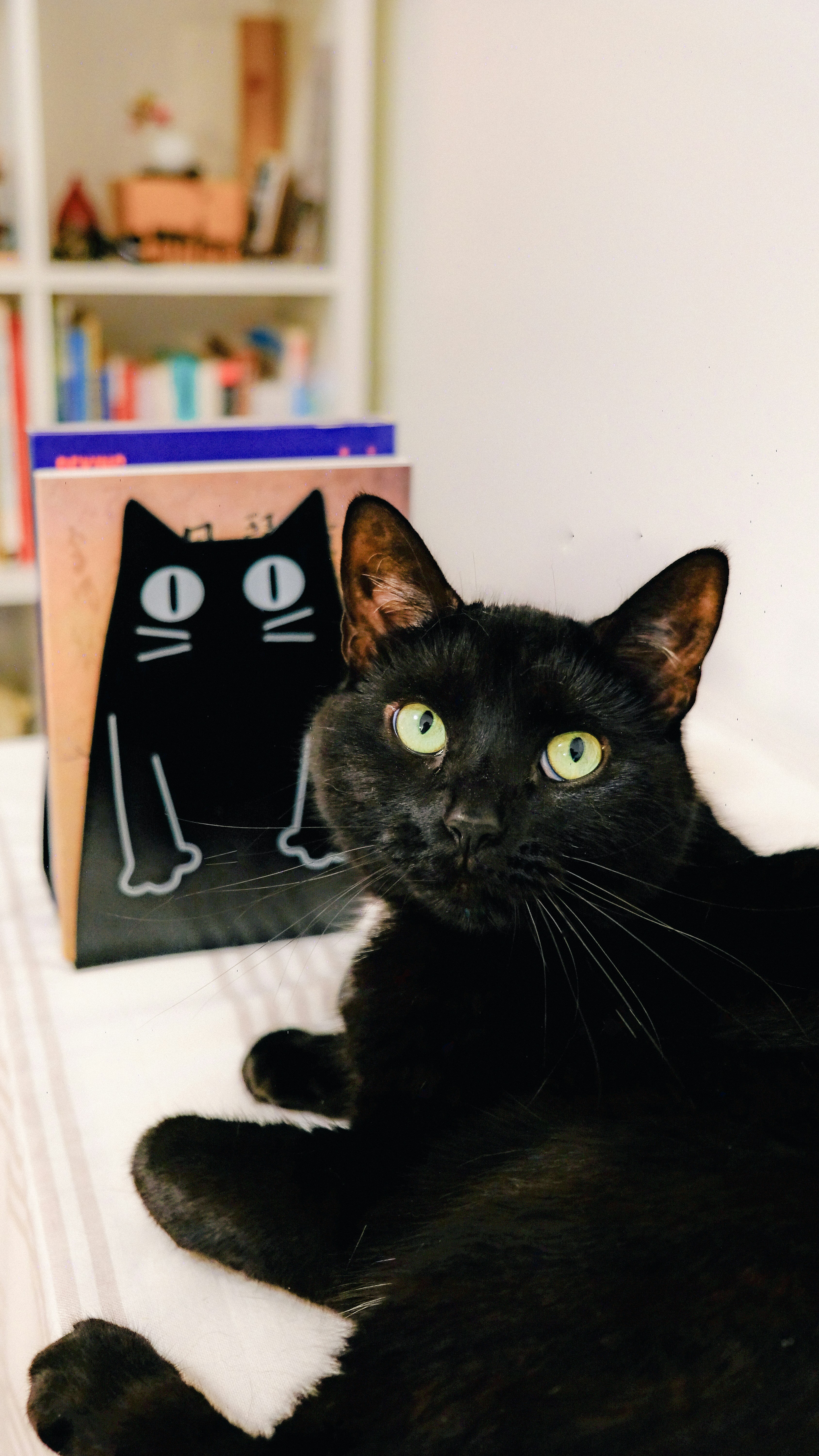 Black Cat and Curious Books: A Quiet Corner Portrait