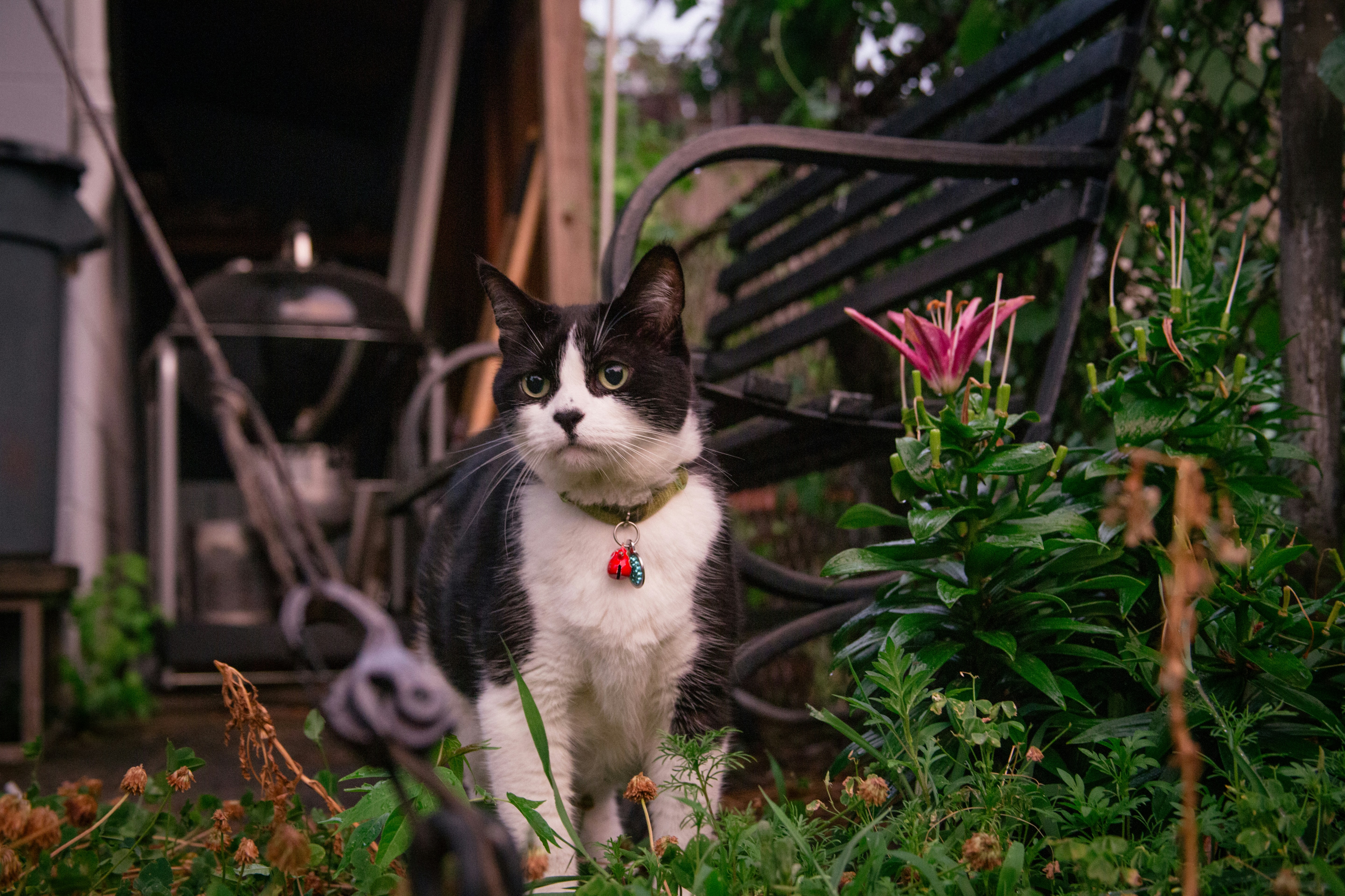 Curious Cat in a Garden Hideaway