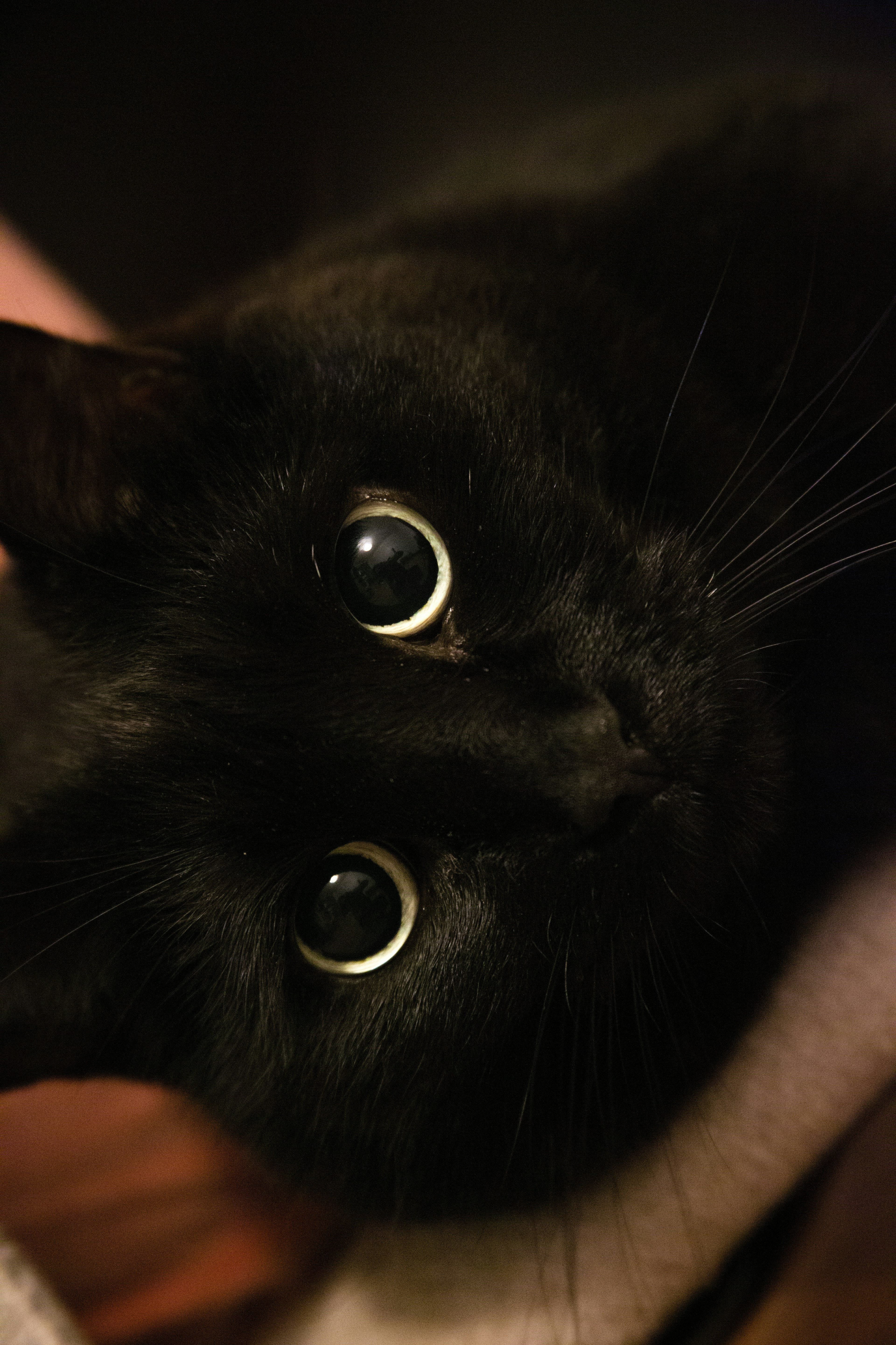 Whiskered Wonder: A Glimpse into Feline Curiosity