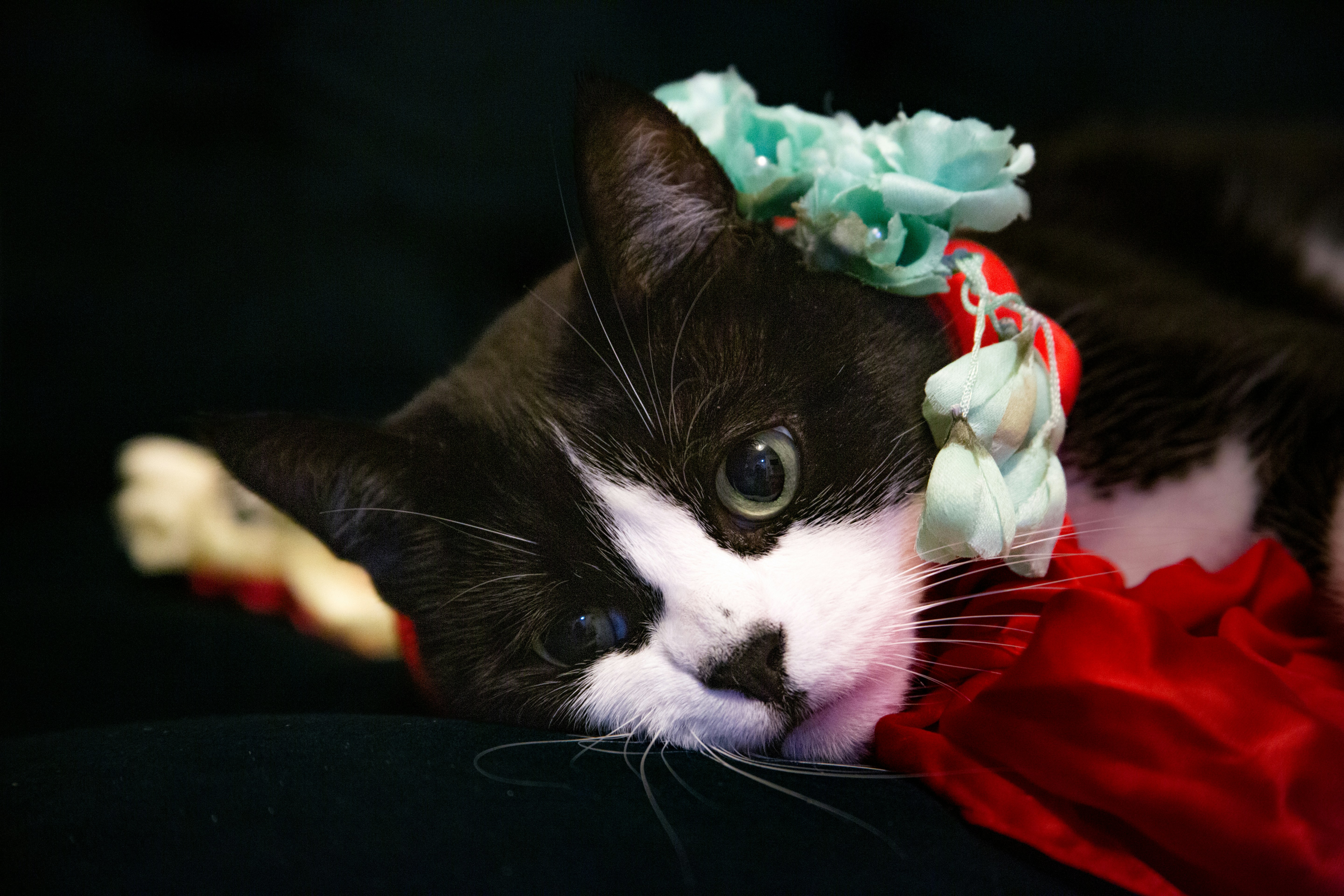Velvet Recline: A Tuxedo Cat in a Mint Floral Headdress Amid Crimson Petals