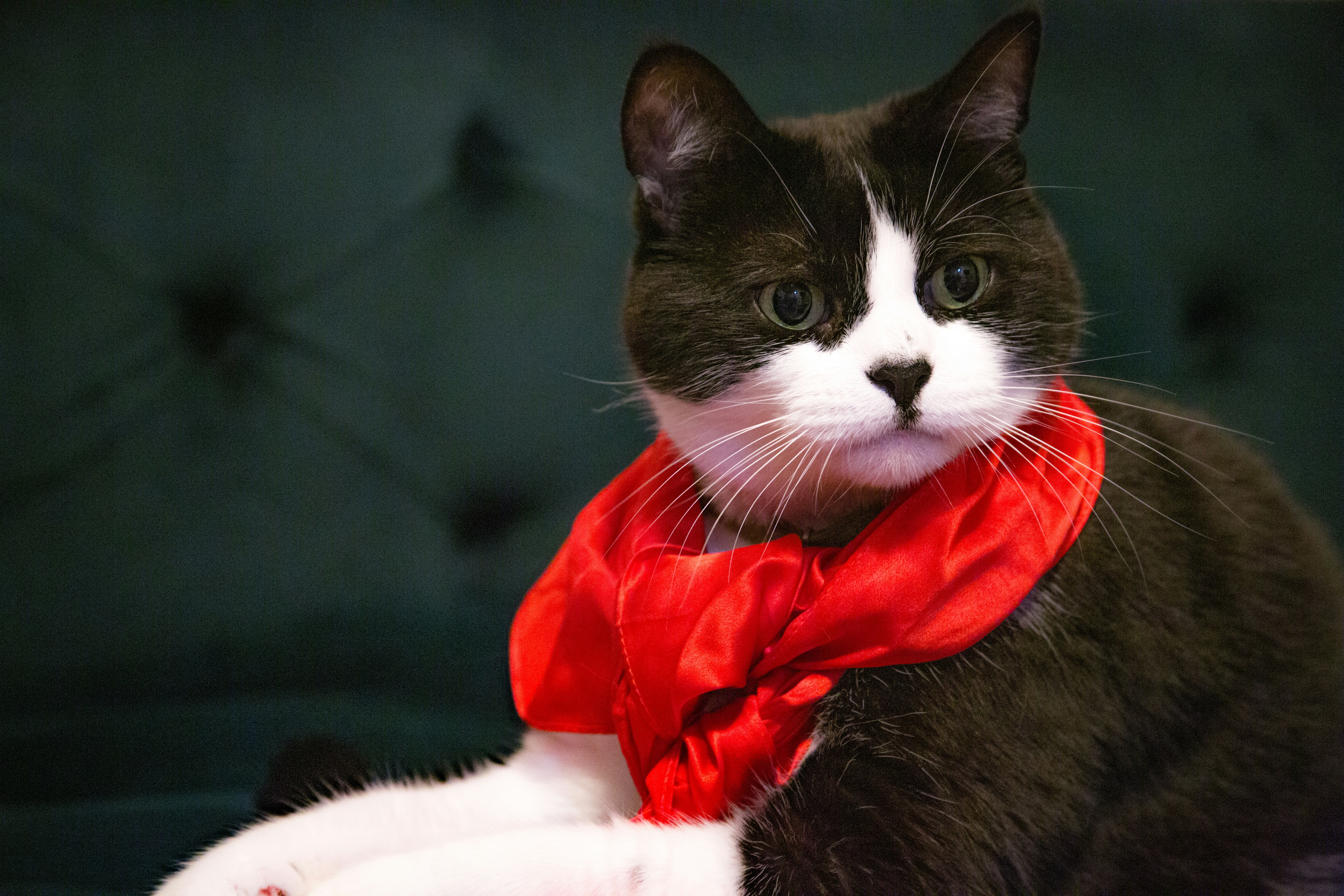 Scarlet Necktie and Velvet Whiskers: A Portrait of Focus