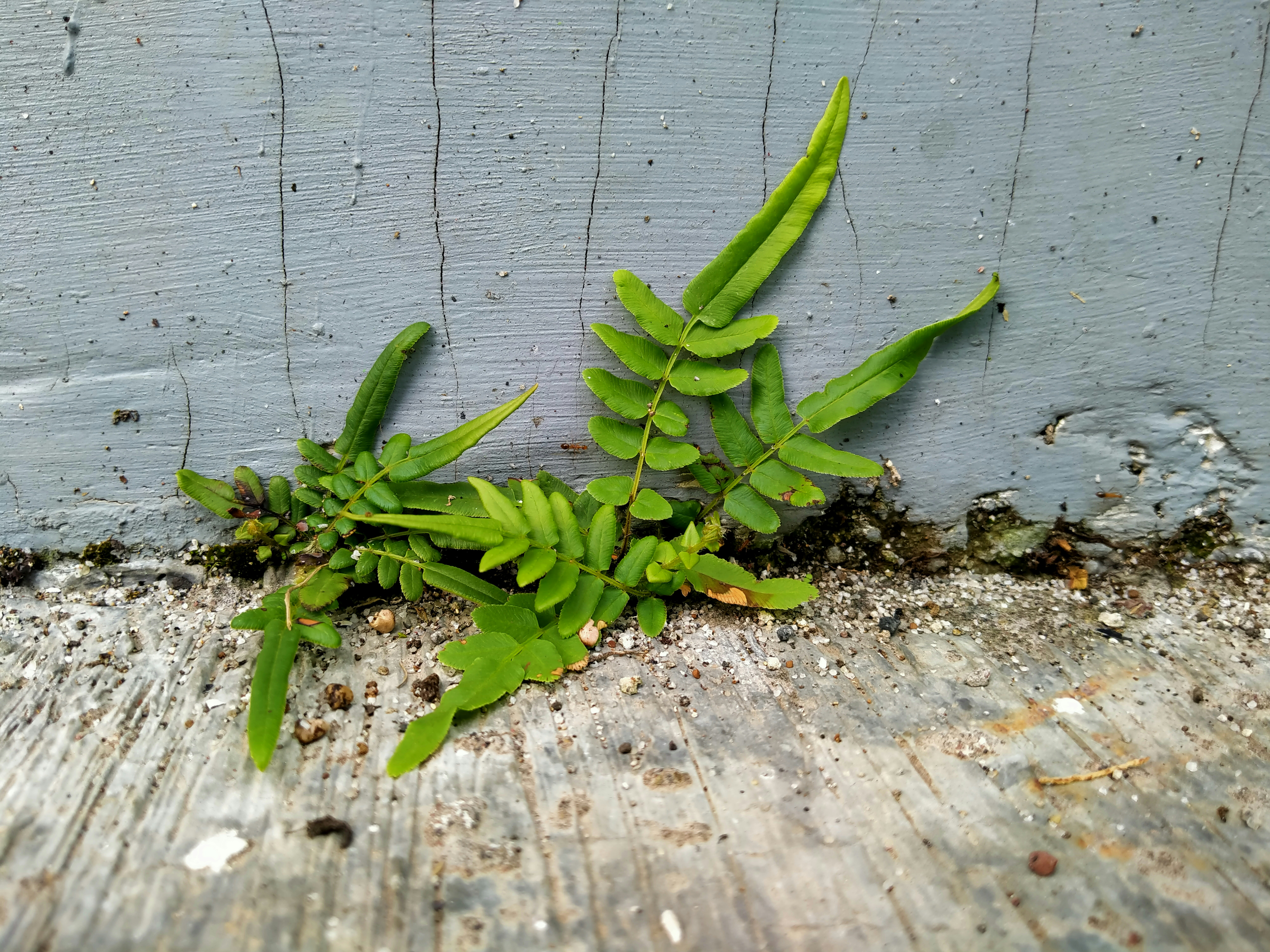 Vibrant green ferns emerging from cracks in a weathered surface, showcasing nature's ability to thrive in urban environments.