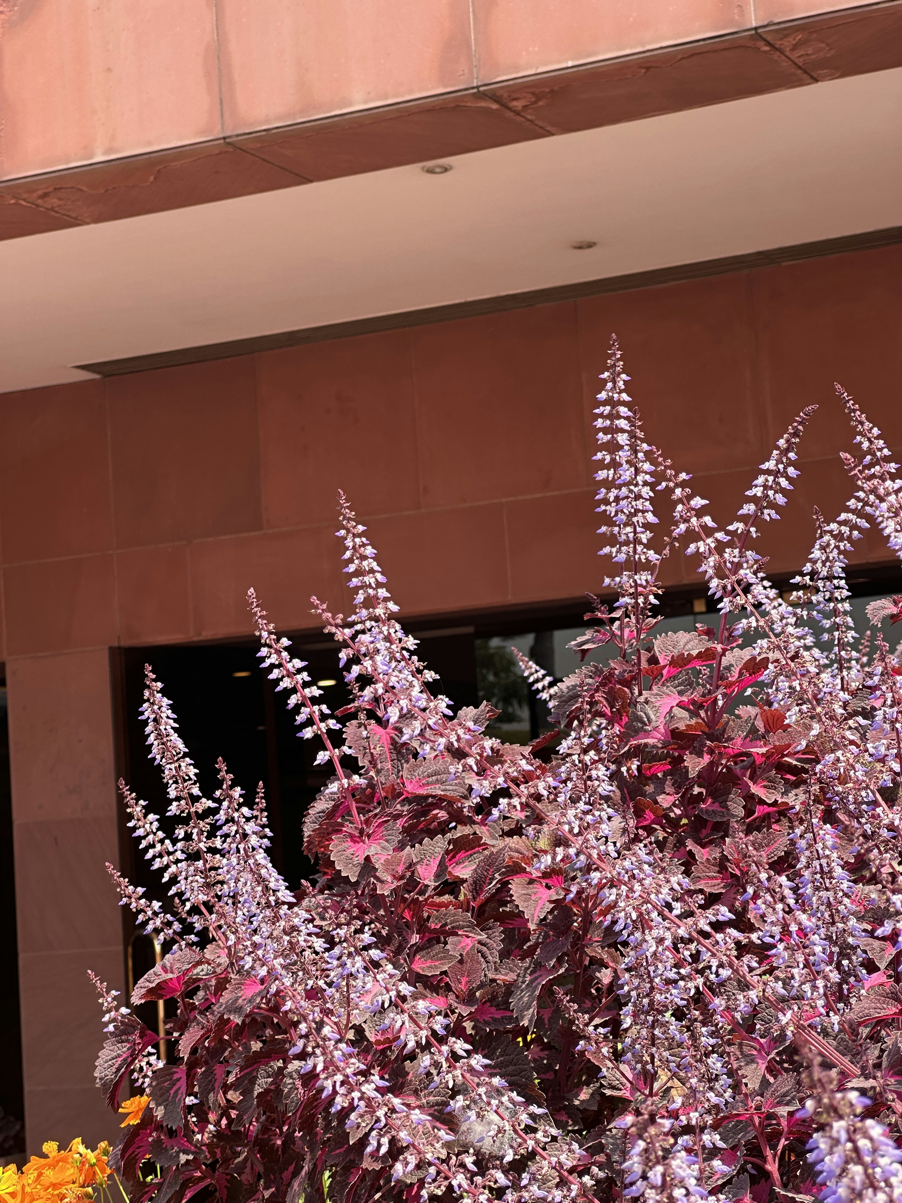 Lavender Spikes Framing a Rust-Panel Facade