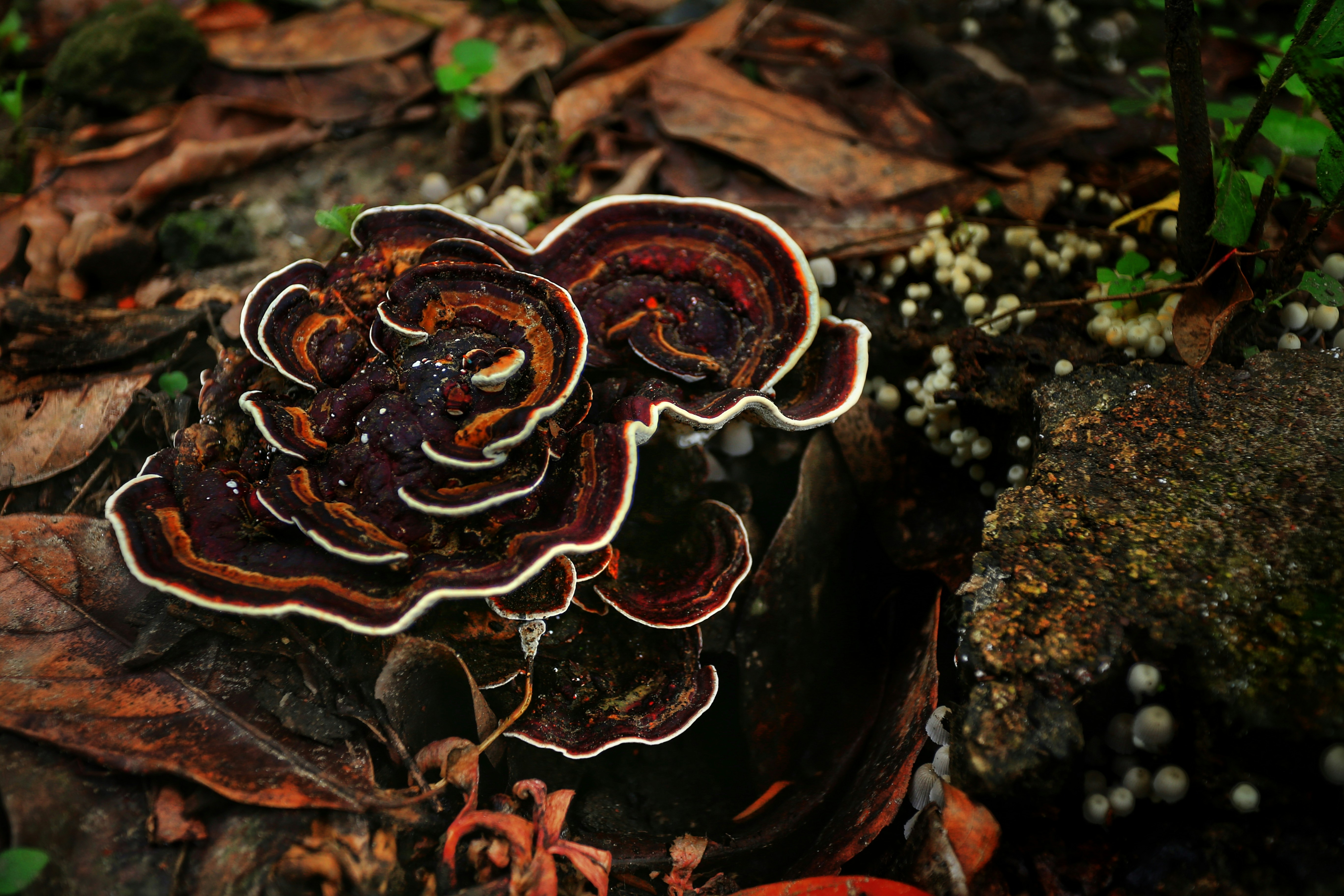 Beautiful wild mushroom.. | Striking mushroom grows amidst damp, fallen leaves.