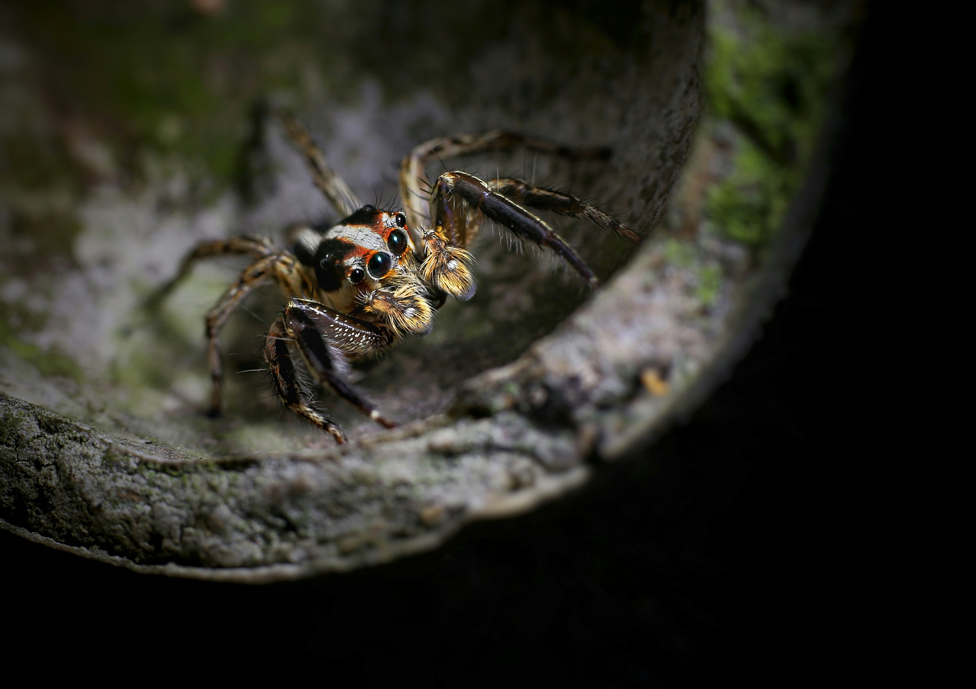 Cobalt-eyed Hunter on a Pipe Rim: A Jumping Spider's Minute Standoff