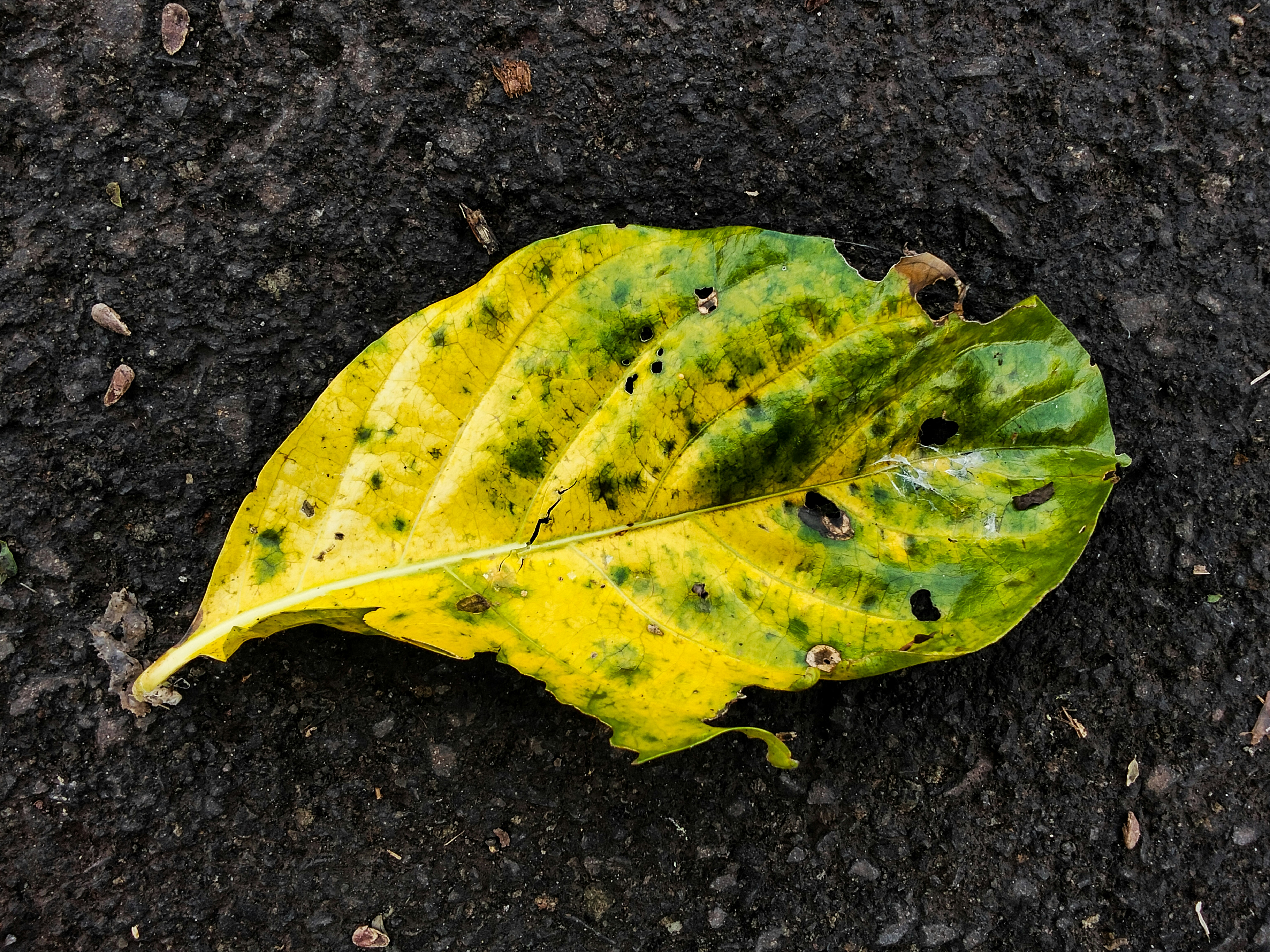 Close-up of a yellow-green leaf with dark speckles resting on rough asphalt. The shot highlights color variation and the leaf's delicate texture against a gritty background.