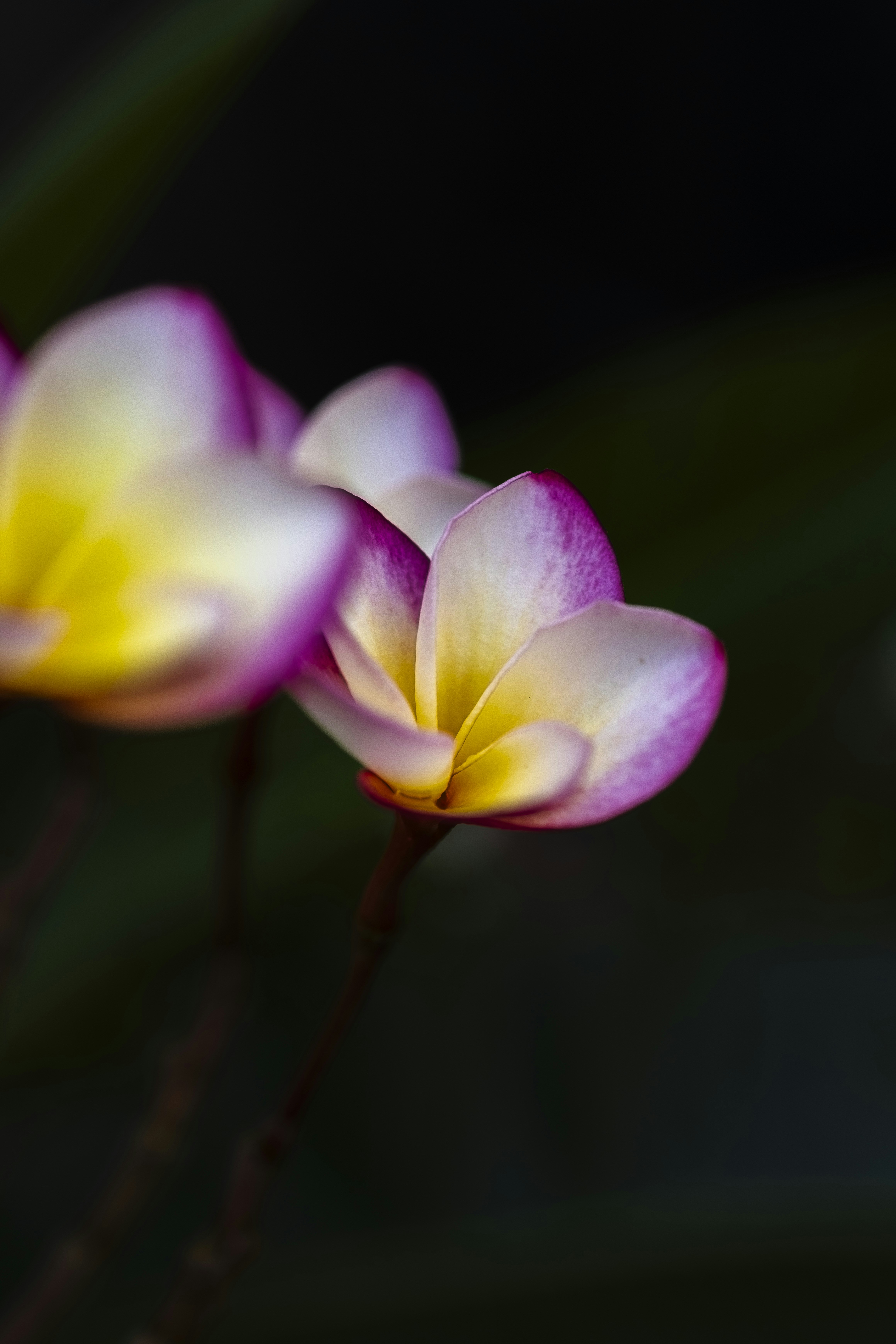 Frangipani in Focus: Velvet Pink Edges Encircle a Sunlit Yellow Core