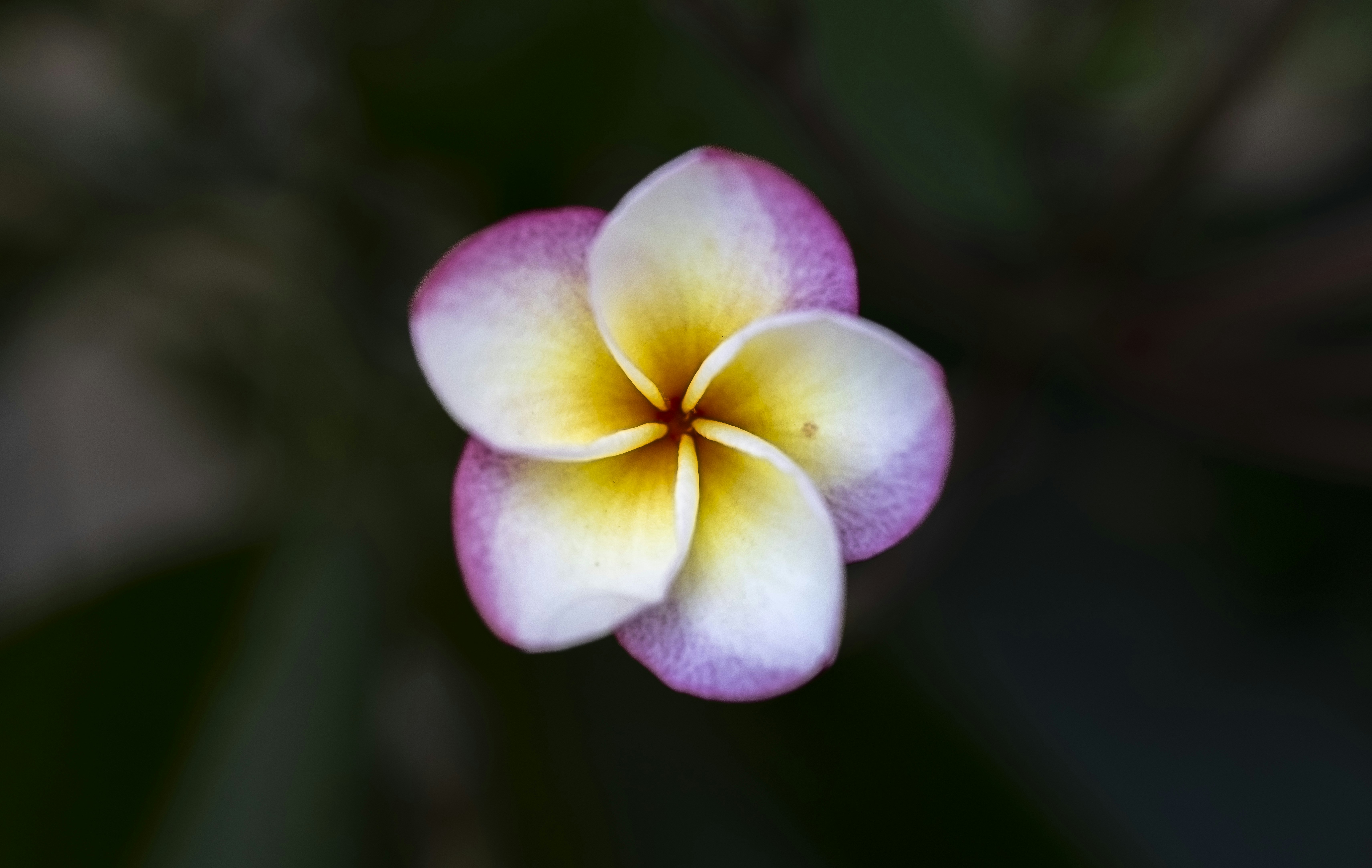 Plumeria in Velvet Glow: A Solitary Bloom Against a Shadowed Backdrop