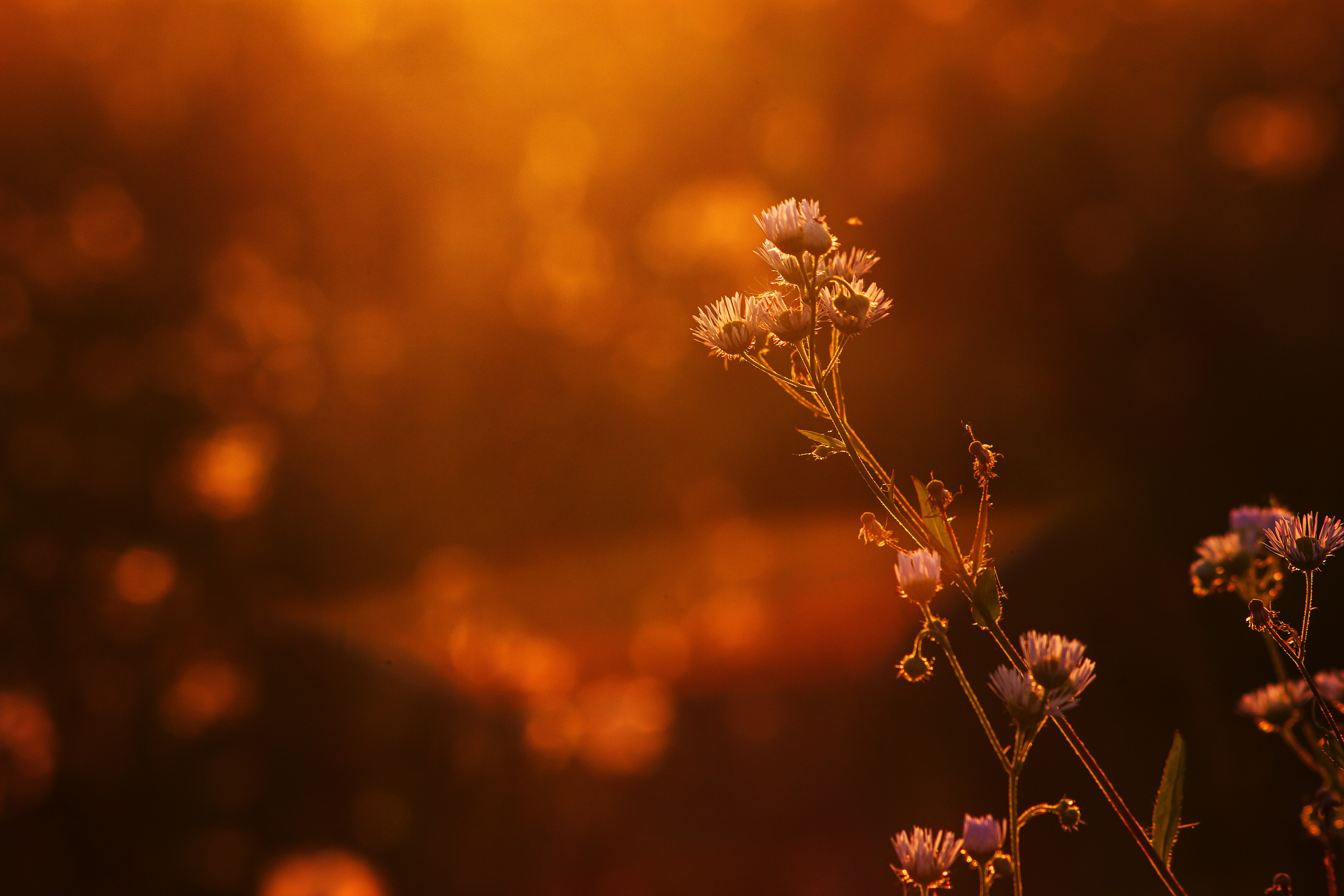 Sunkissed Sprigs at Dusk: a Quiet Bloom in Ember Light