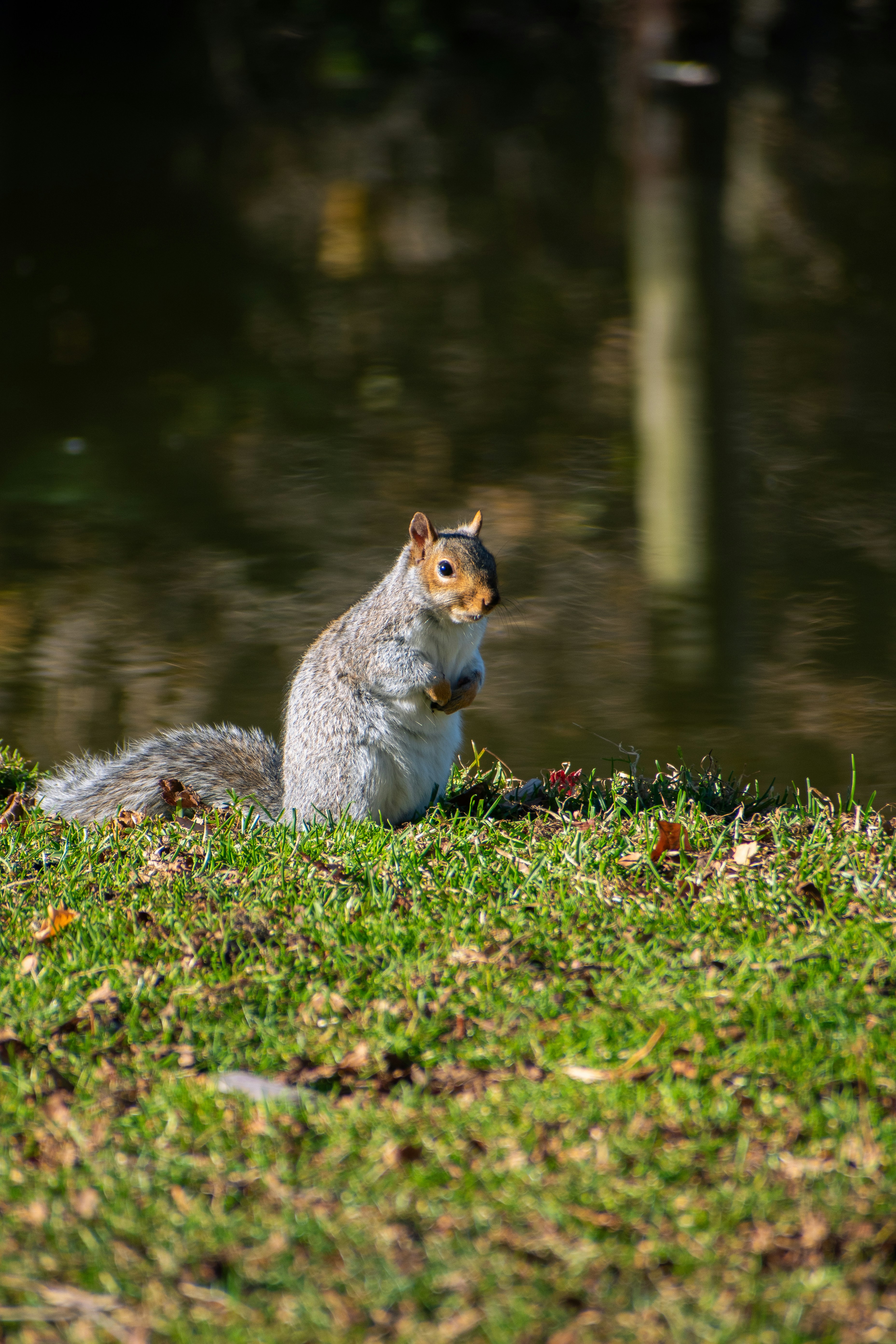 Squirrel in Quiet Meadow: A Moment of Early Light