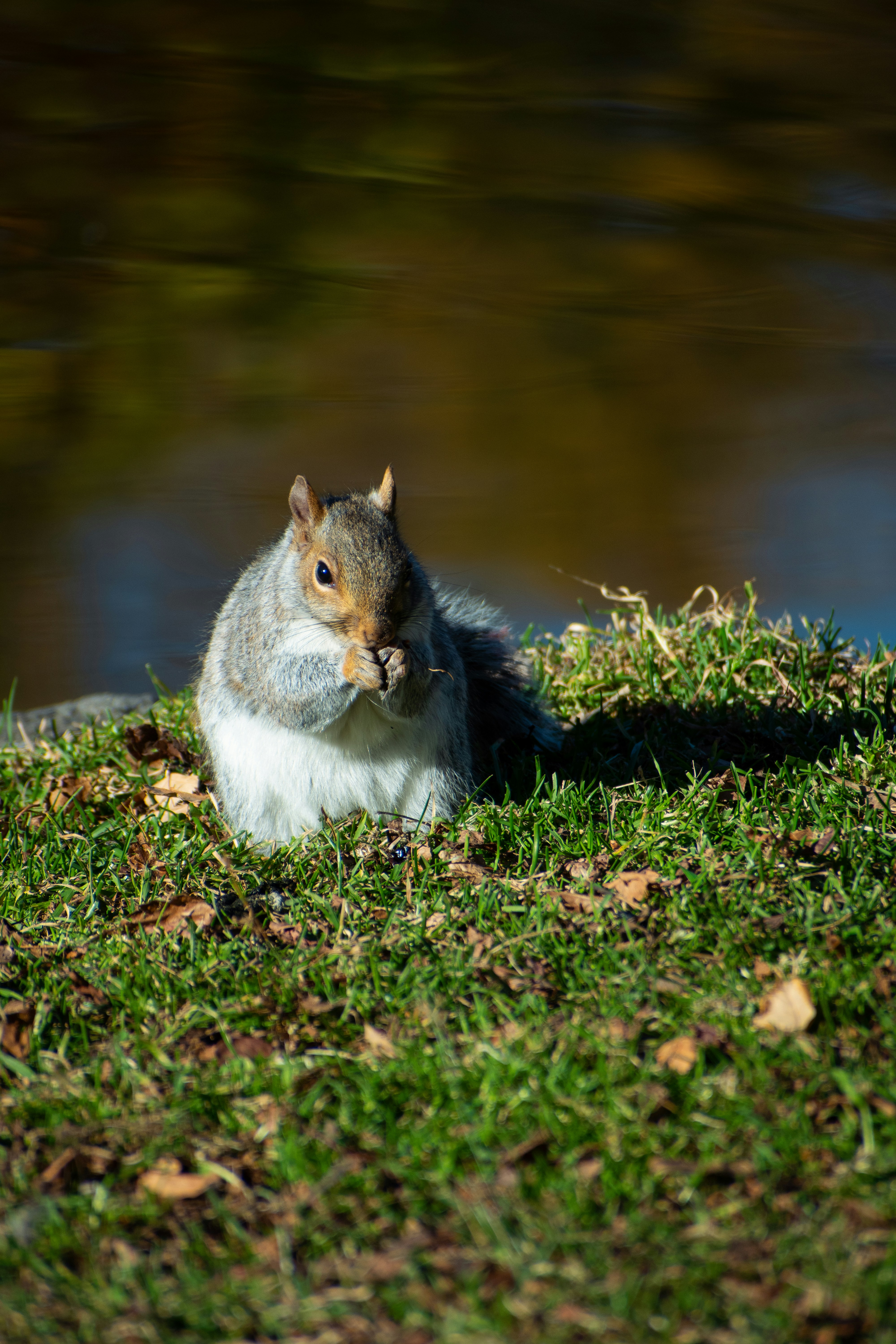 A Moment of Stillness: The Squirrel's Snack