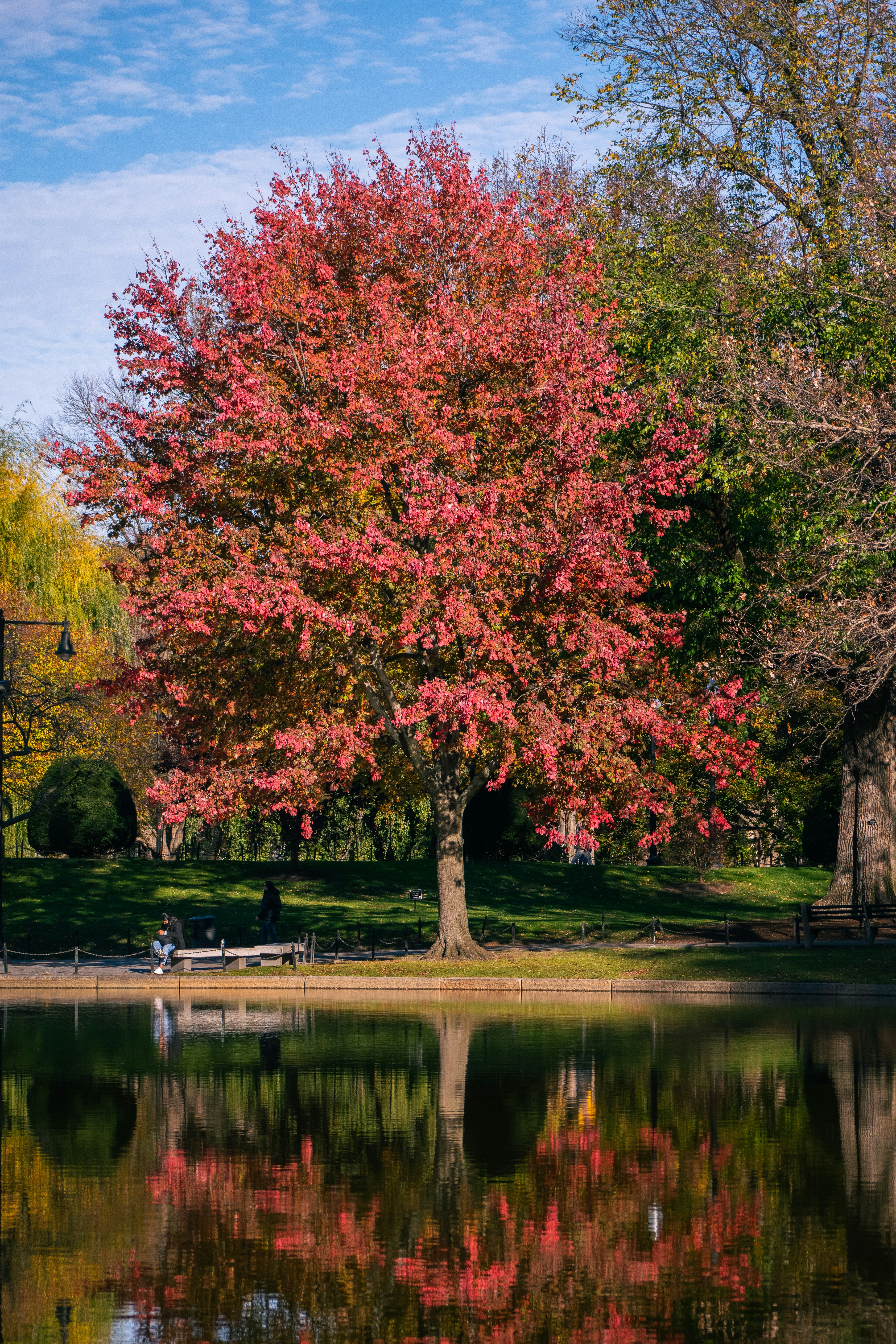 A vibrant red-leafed tree reflects off the still waters in a Boston park, showcasing the spectacular beauty of New England’s fall foliage. | Vibrant autumn foliage reflected in calm water.