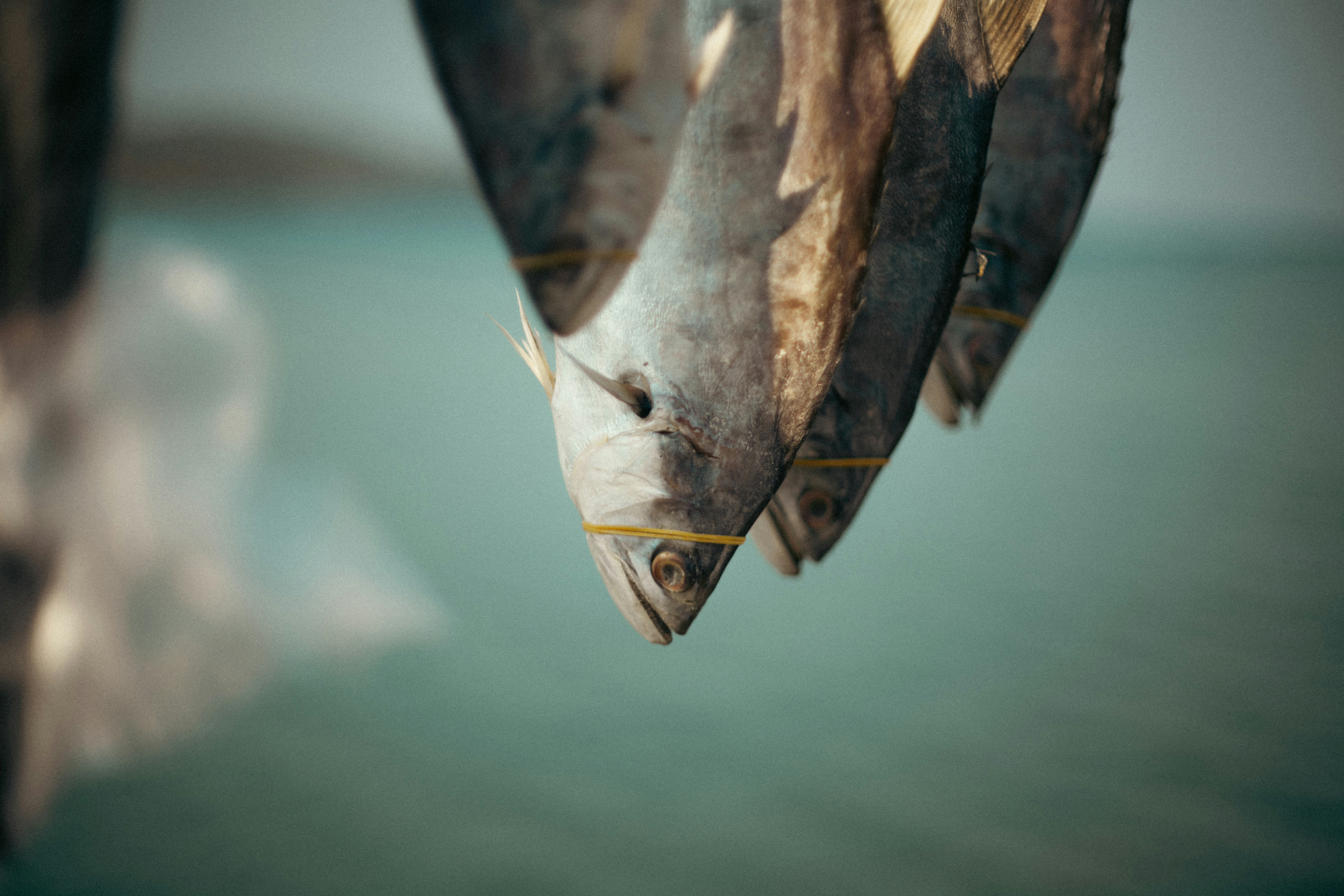 Suspended Serenity: The Art of Fish Preservation