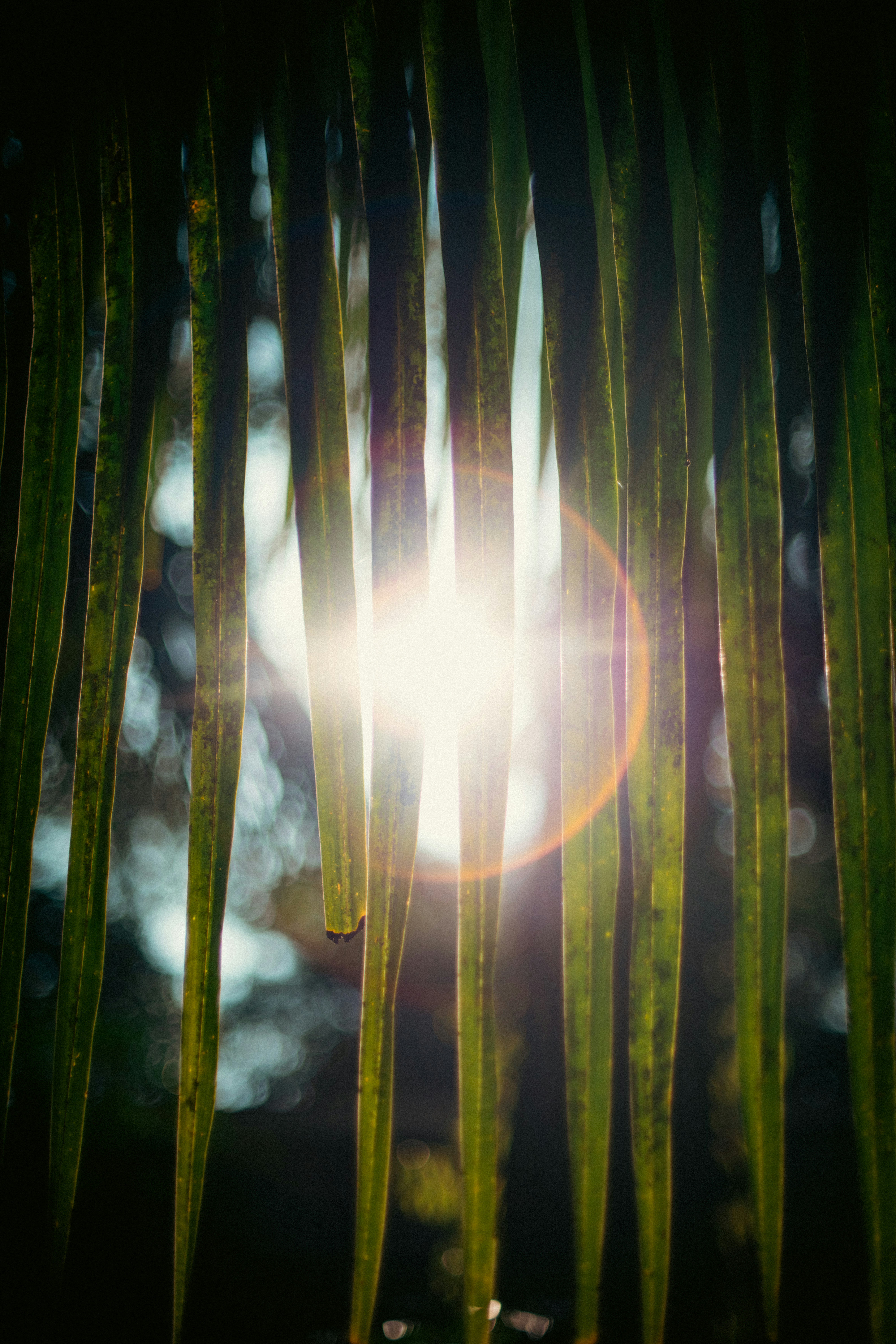 Photo by Bruno van der Kraan with Sony Alpha 7R IV