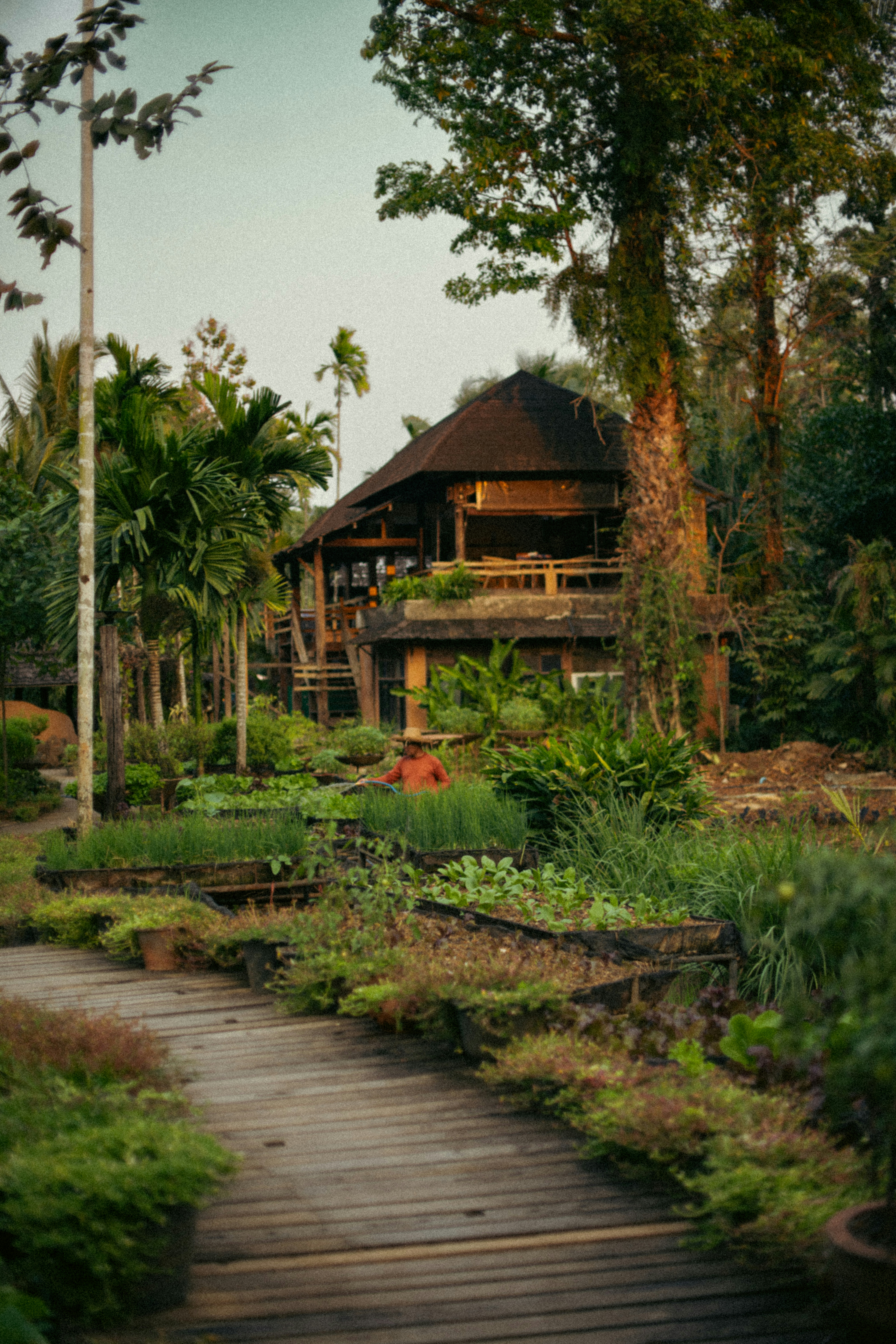 Lush garden pathway leading to a rustic wooden house surrounded by vibrant greenery and tropical plants.