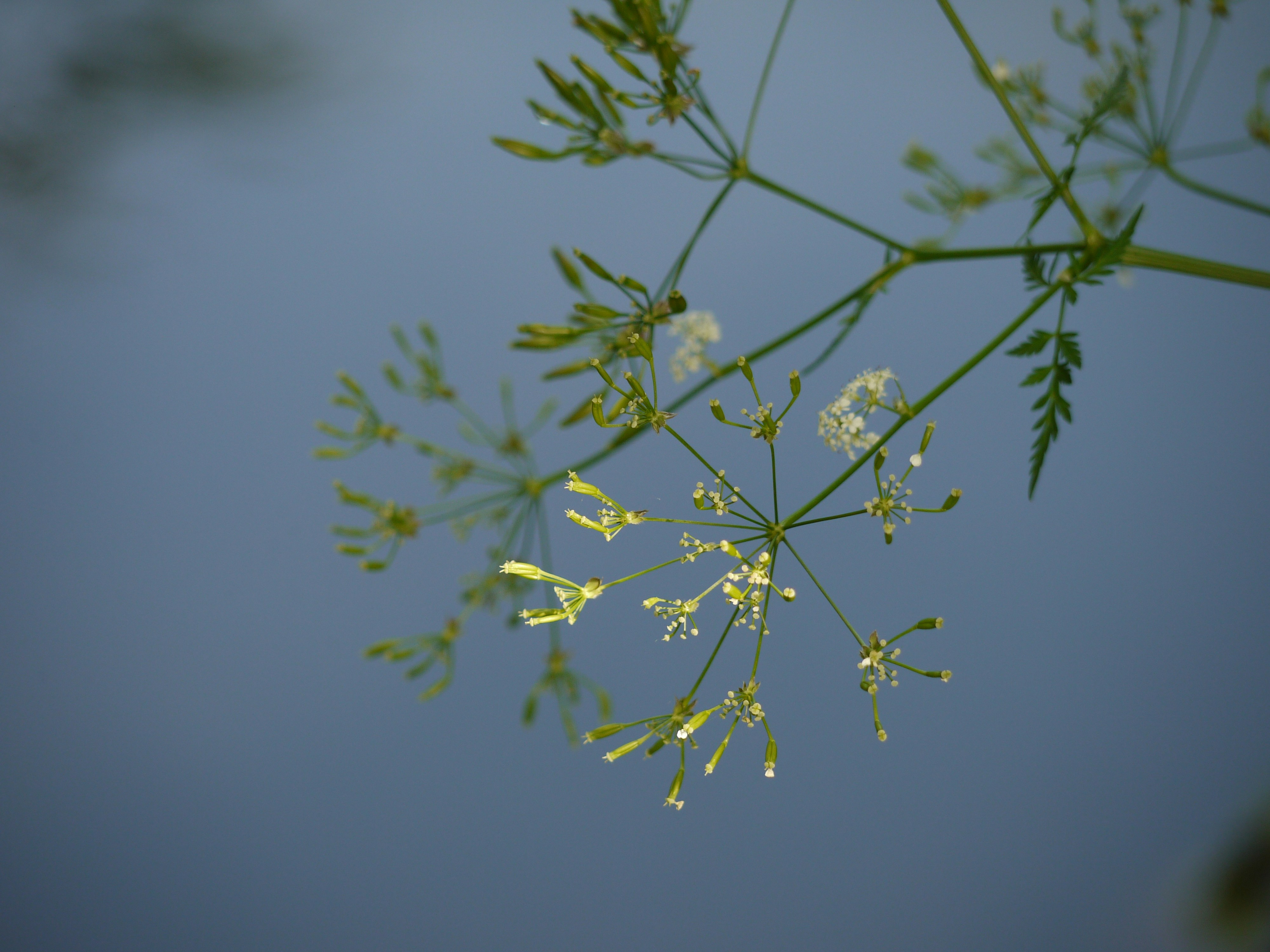 Delicate wildflowers reach towards the sky.