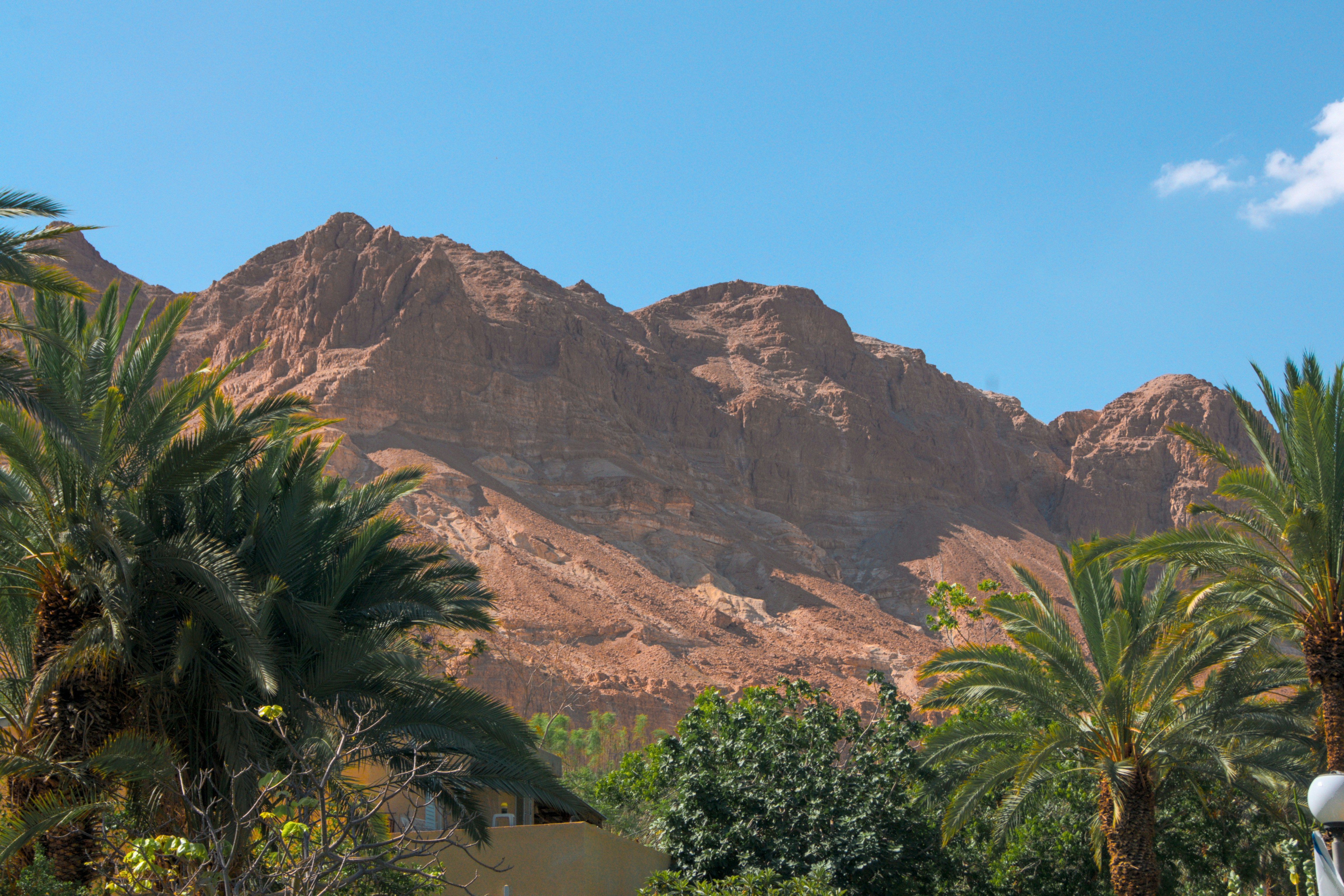 Vibrant palm trees in the foreground frame the rugged, sunlit mountains in the background, showcasing the stark beauty of the desert landscape.