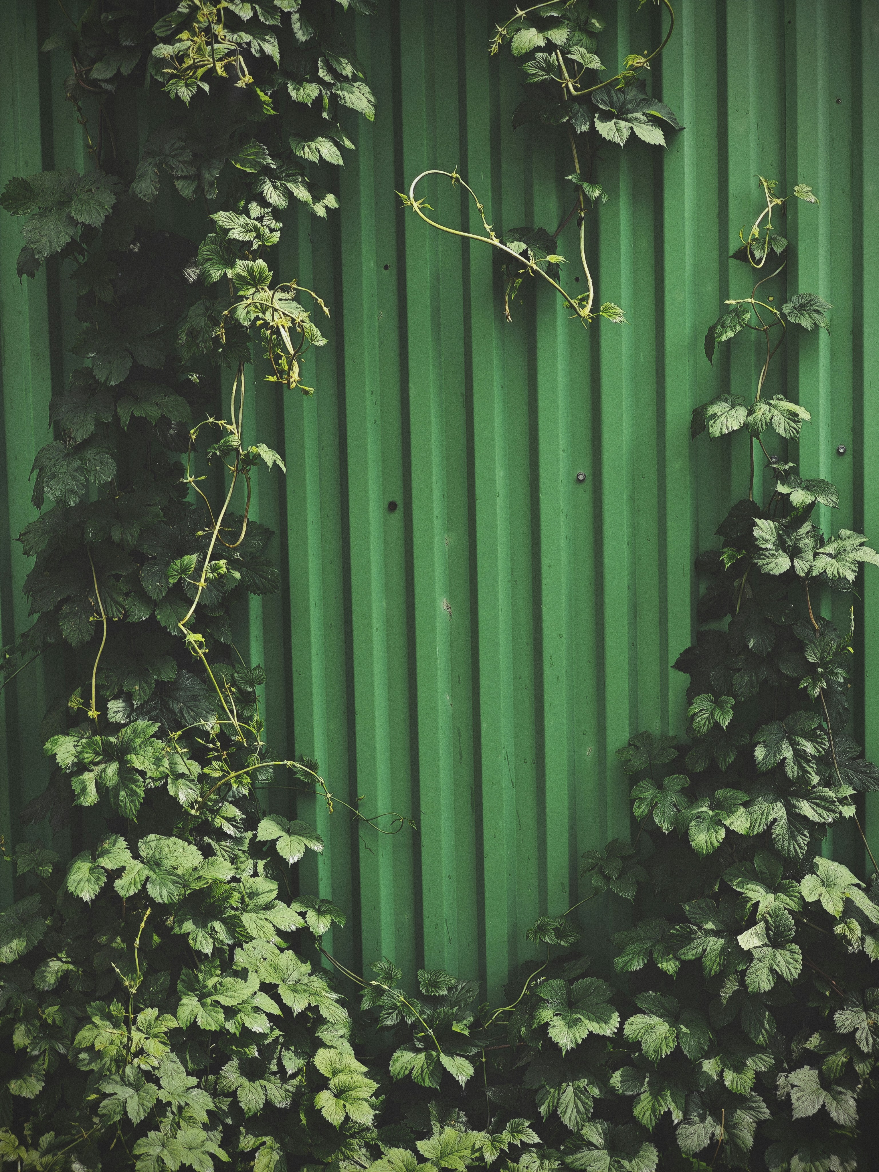 Vines climb a green corrugated metal fence.