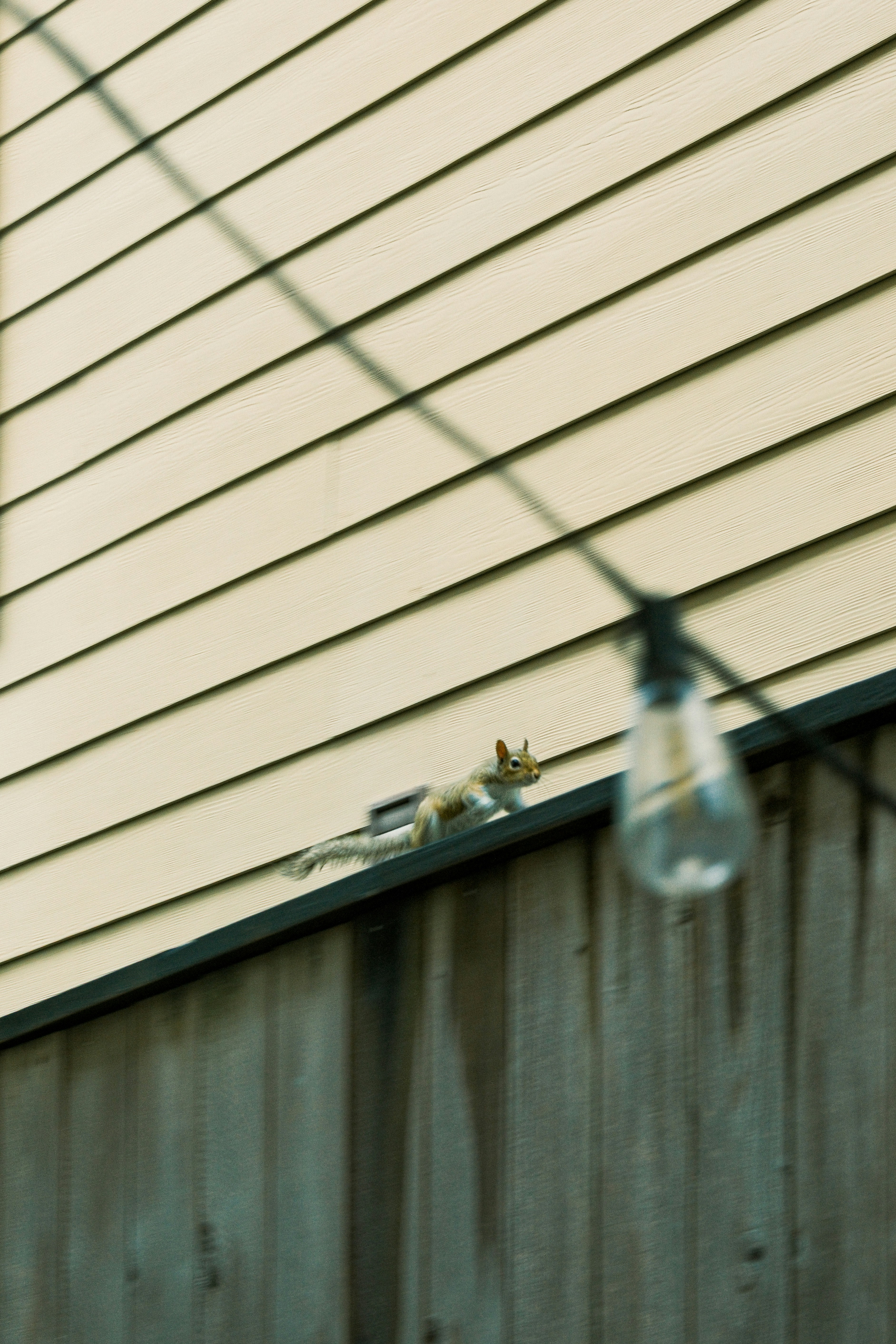 Squirrel on a Sunlit Eave Beneath Bold Diagonal Shadows