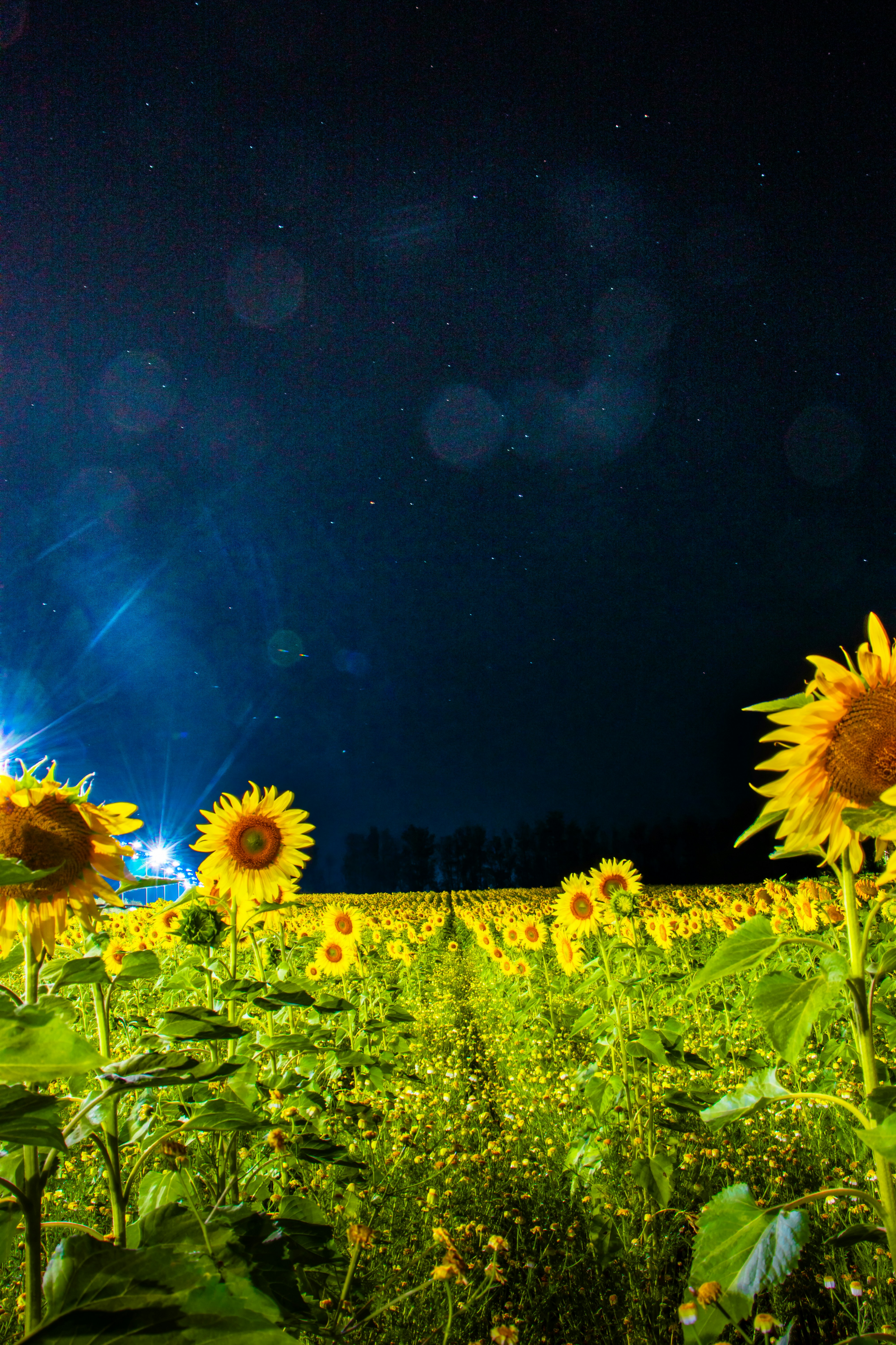 Sunflowers Under a Starry Night