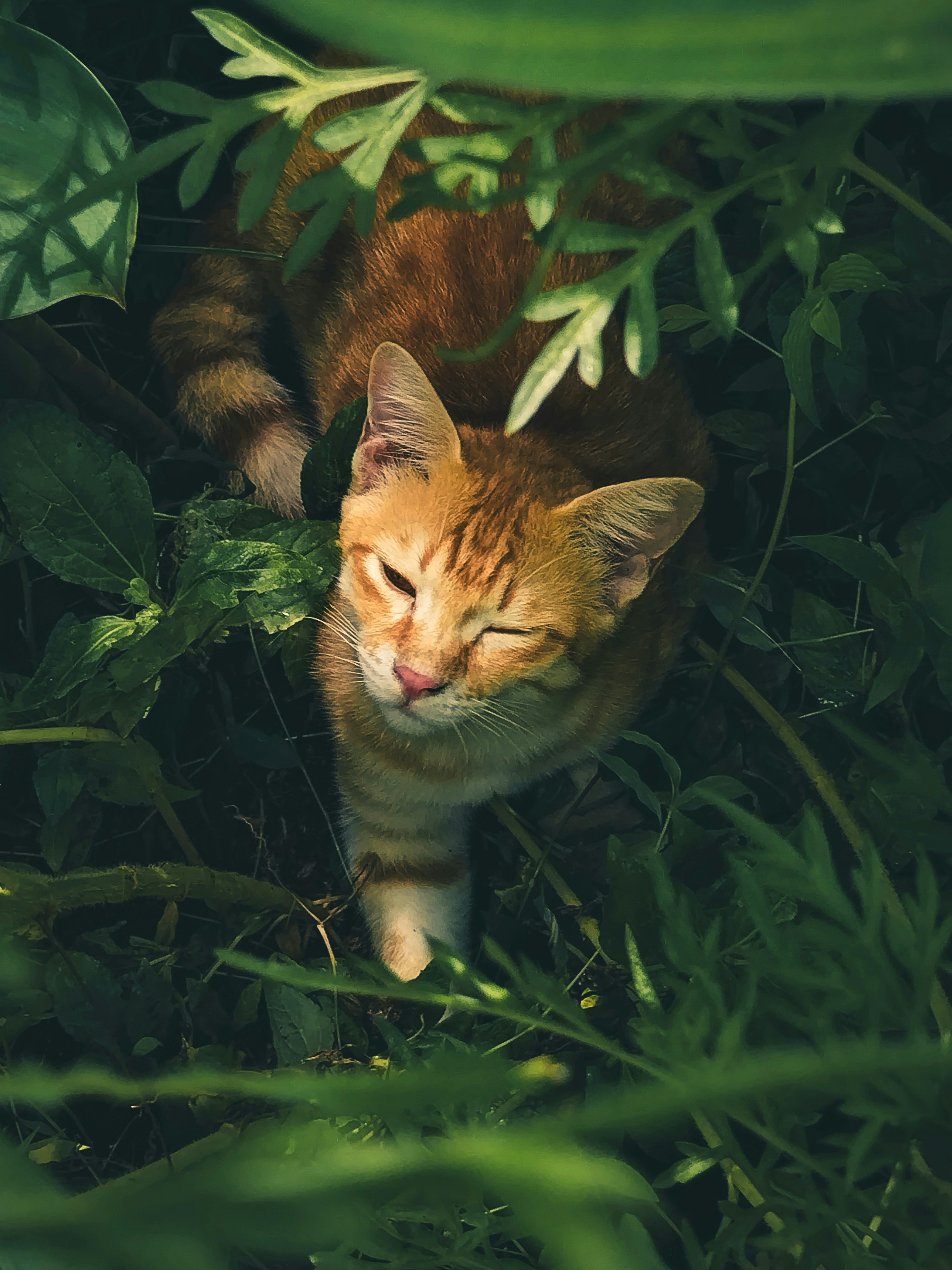 An orange tabby cat peeks through lush green foliage, showcasing its playful curiosity. The sunlight filters through the leaves, illuminating its vibrant fur.
