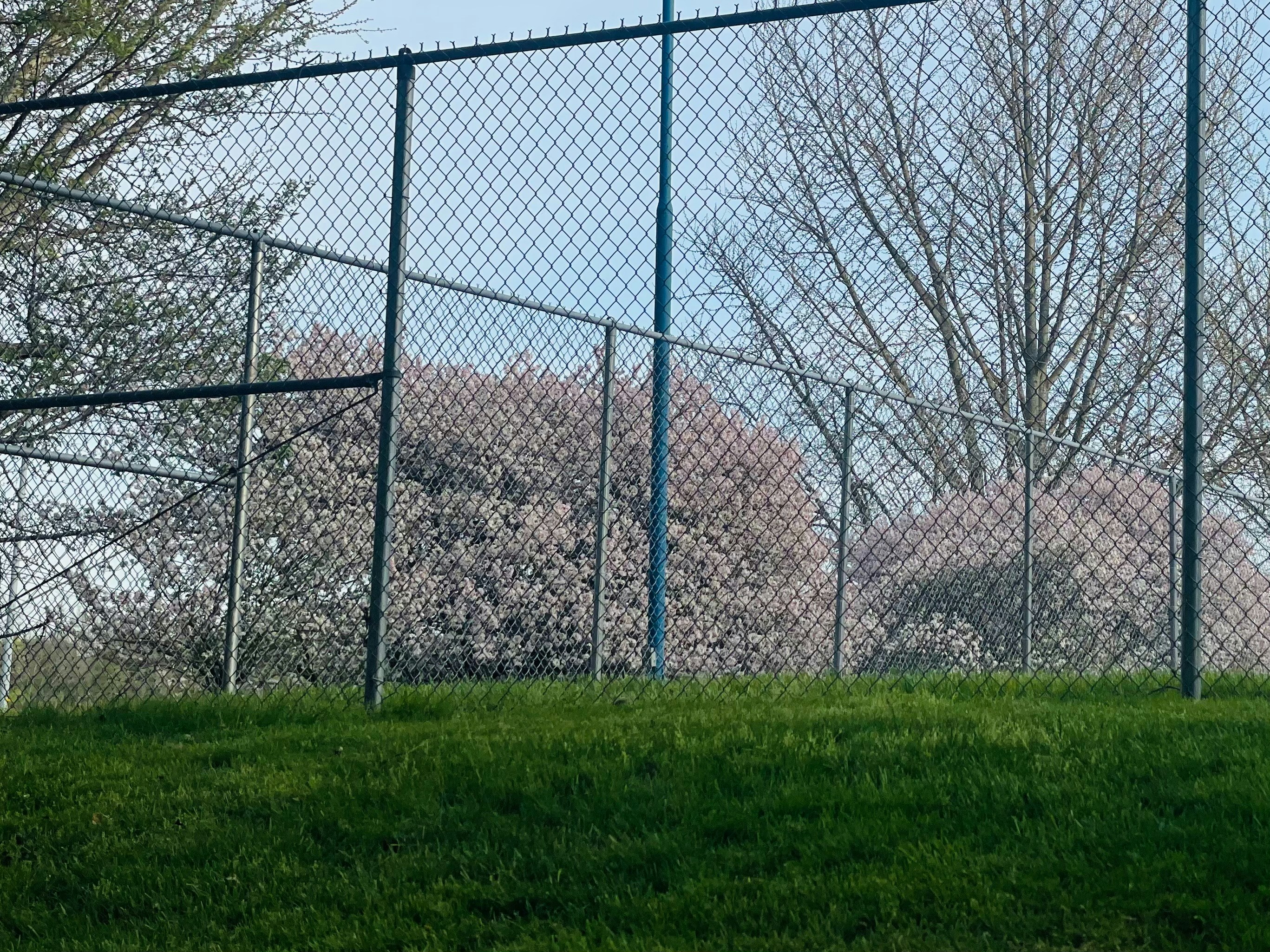 Bloom Beyond the Mesh: A Quiet Spring Backdrop Behind the Fence