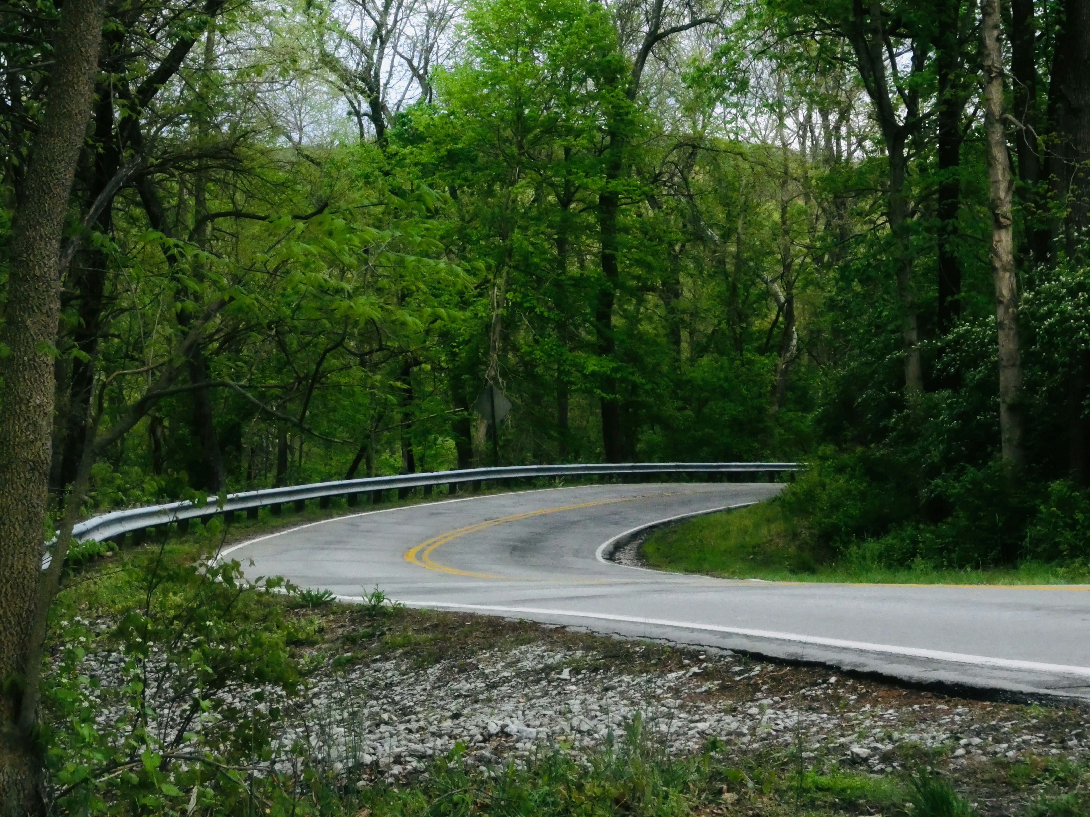 Winding Path Through Lush Greenery