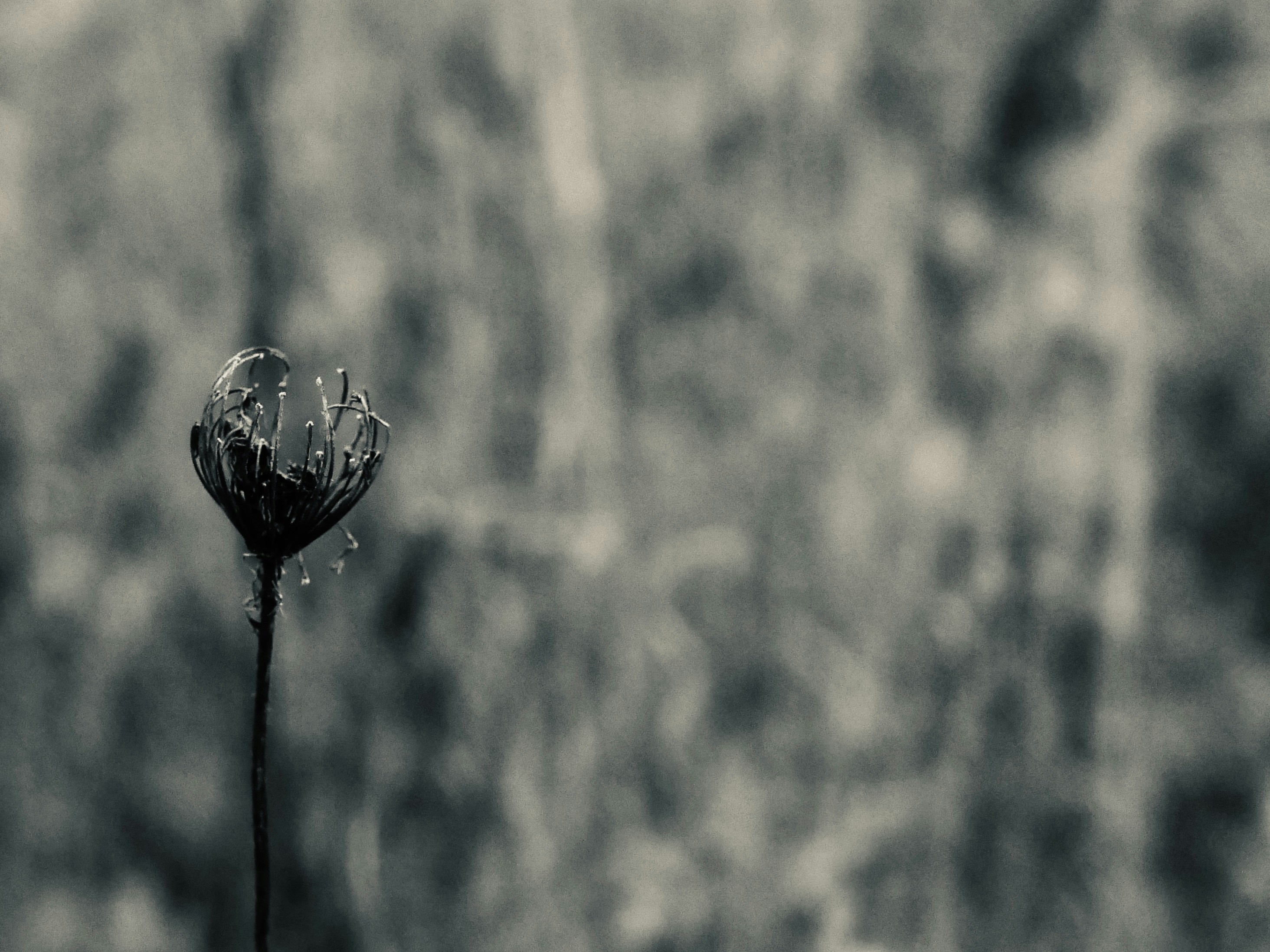 A lone, delicate flower stands in the field. photo – Free Flower Image ...
