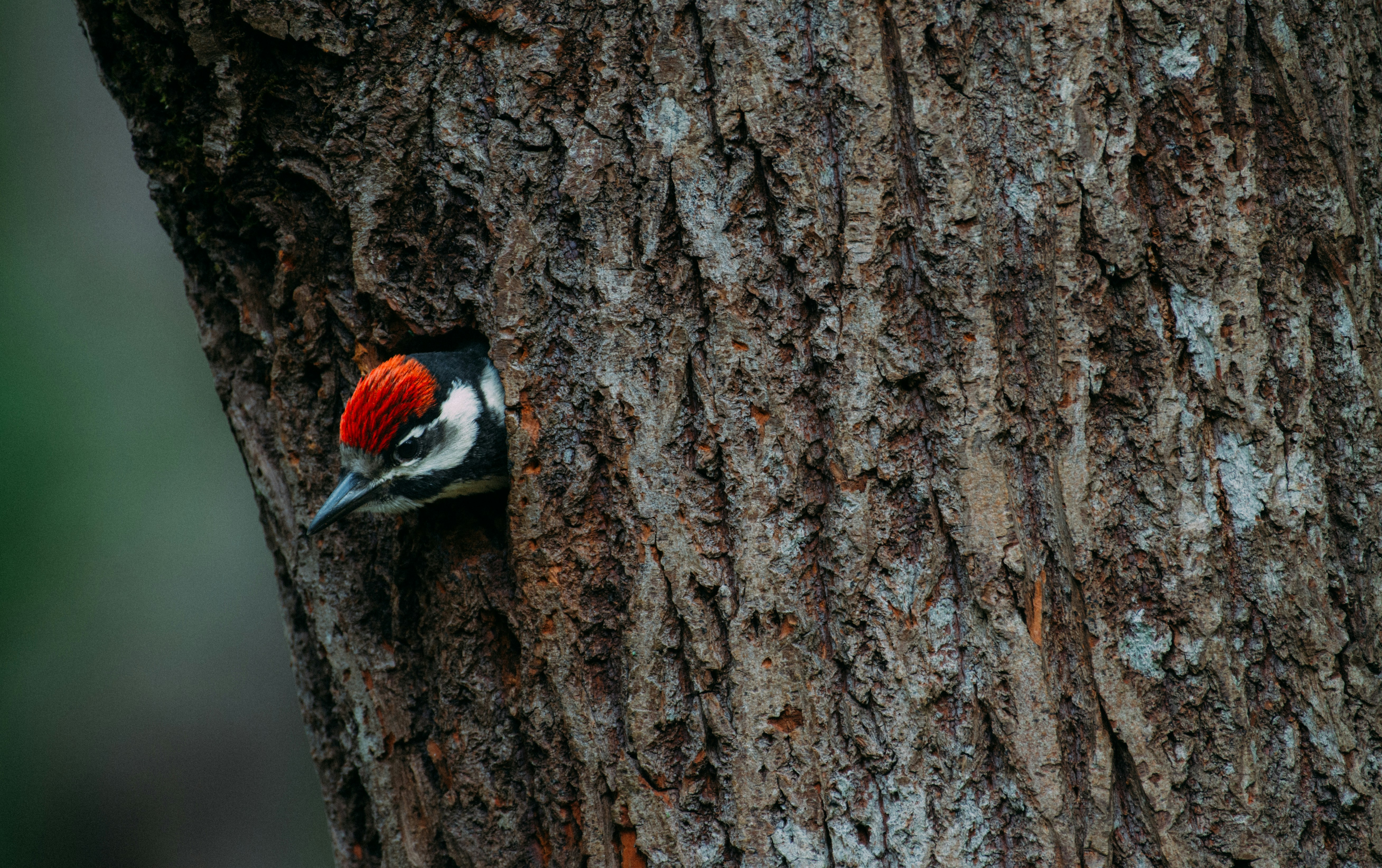 Red-capped Woodpecker Peers from a Bark-Hole