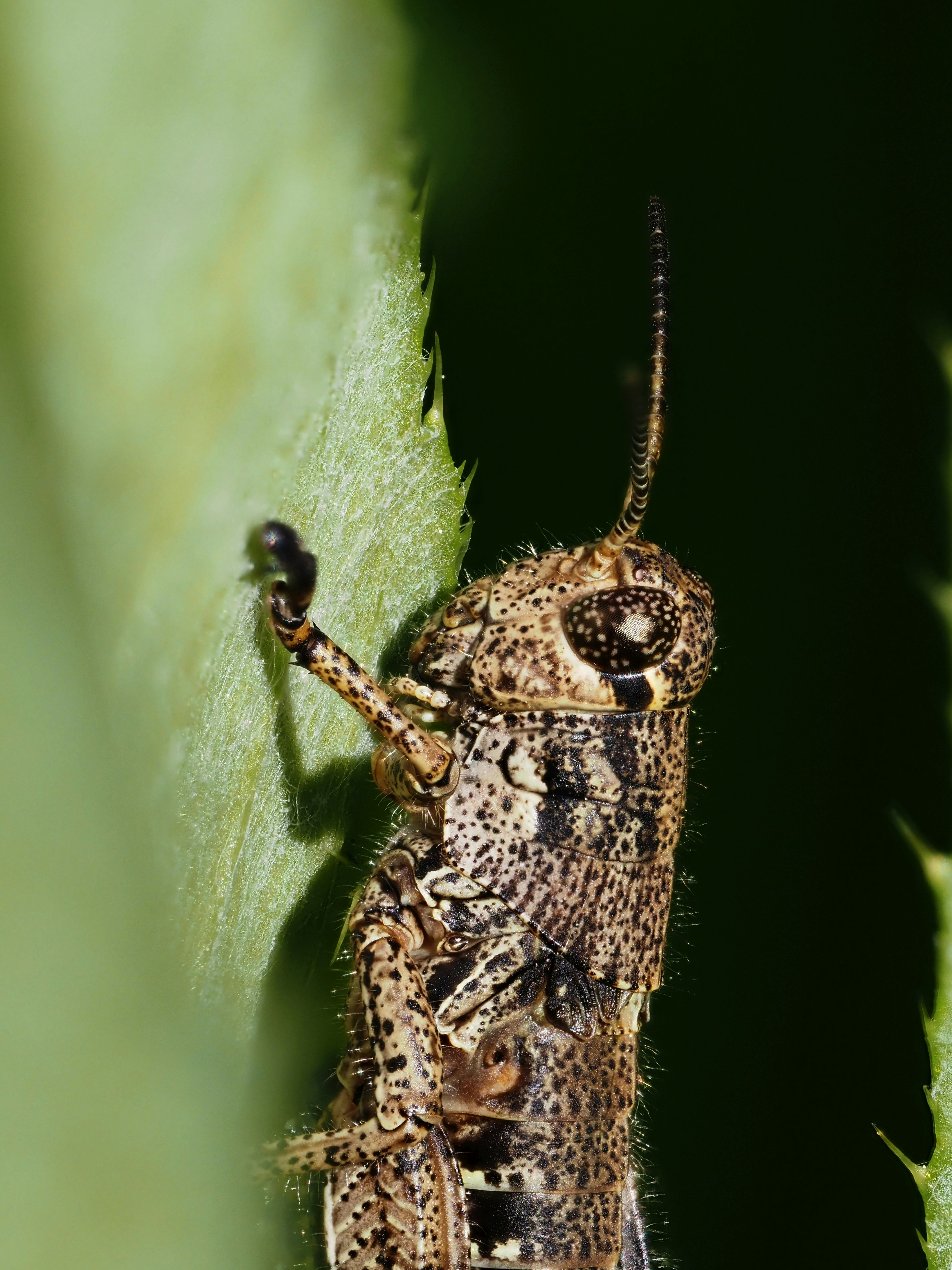 a grasshopper basks in the morning sun | A grasshopper clings to a green leaf.