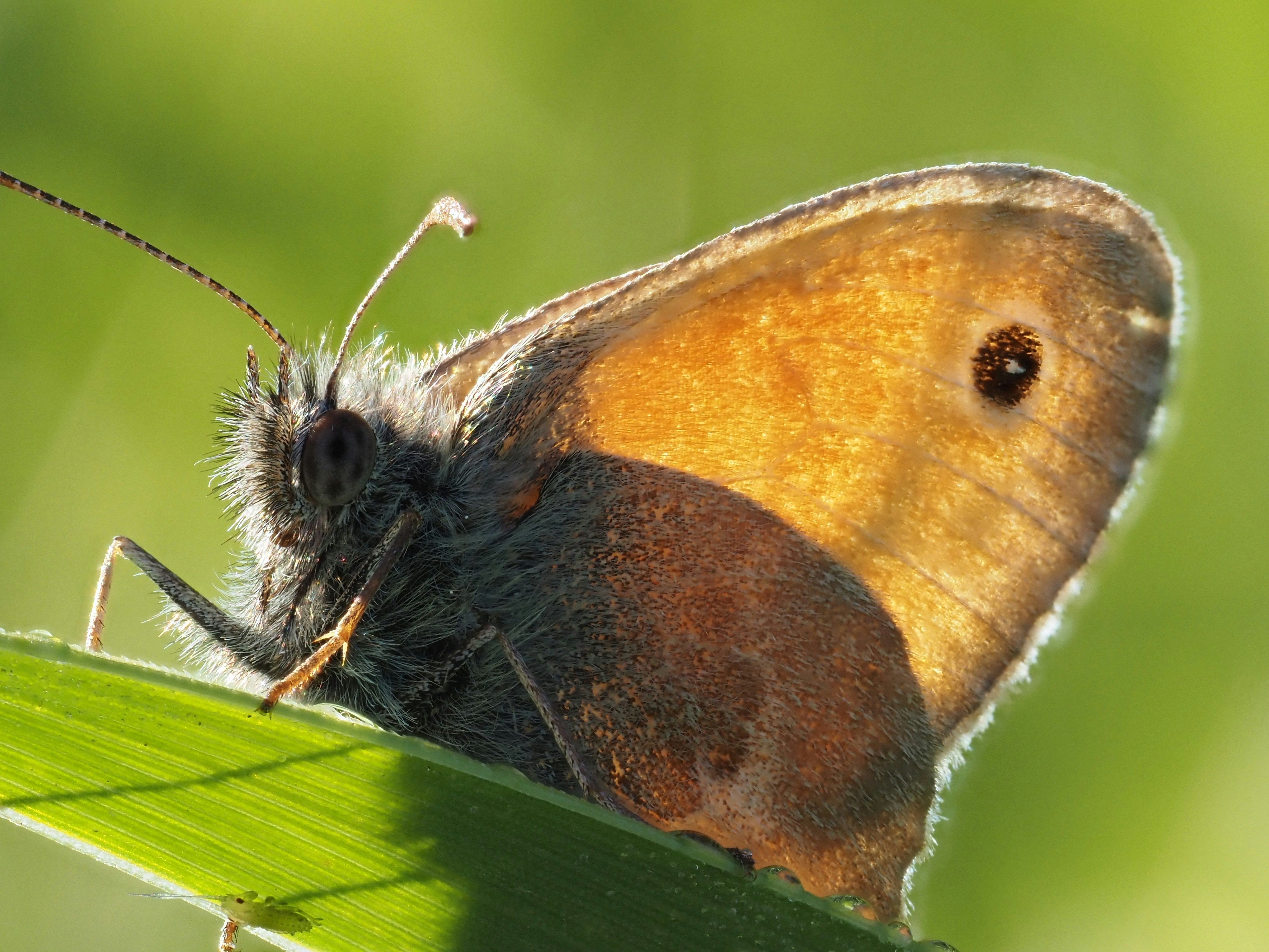 Sunlit Orange Butterfly on a Leaf: A Macro Moment