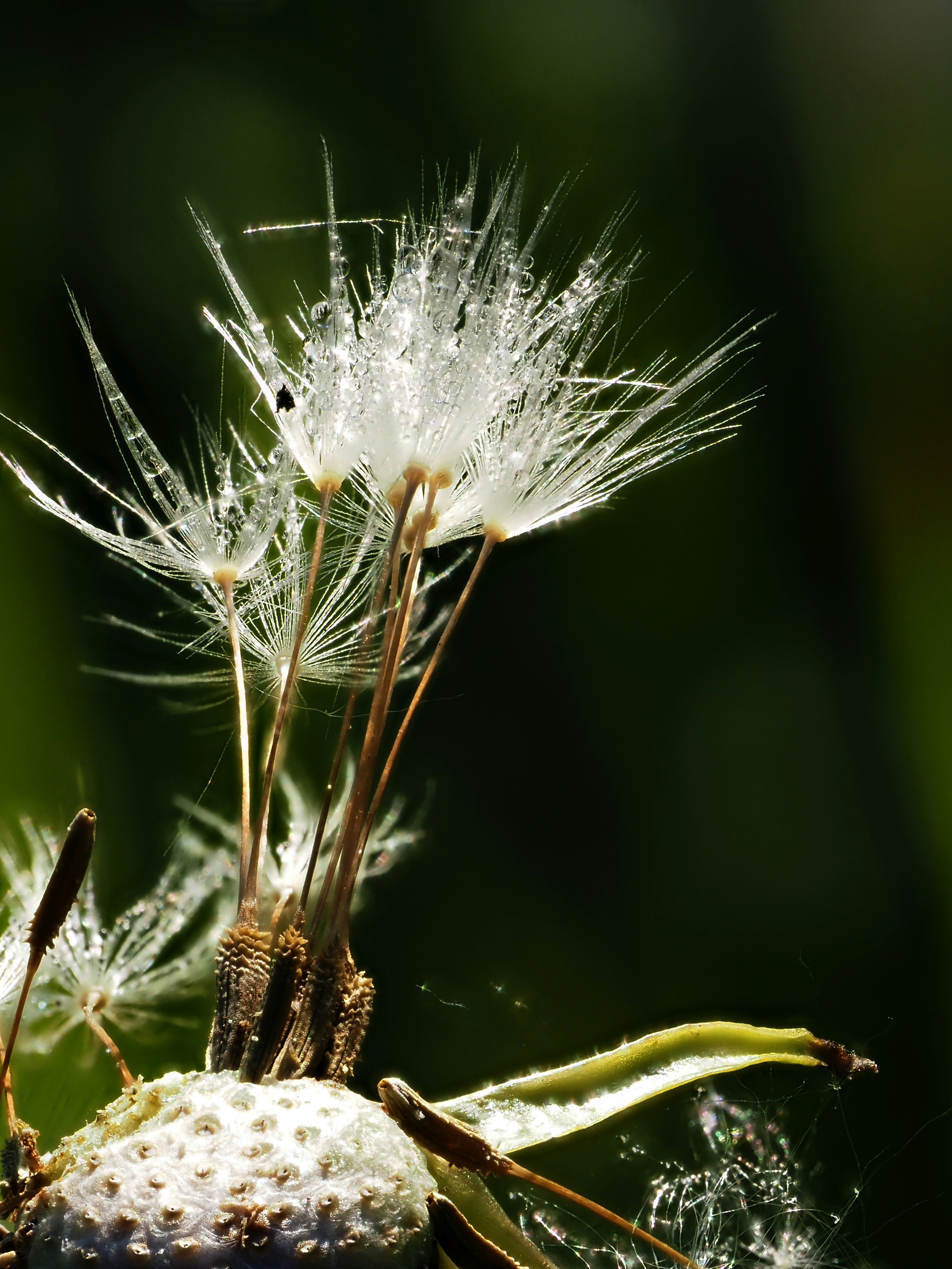 Whispers of Nature's Breath