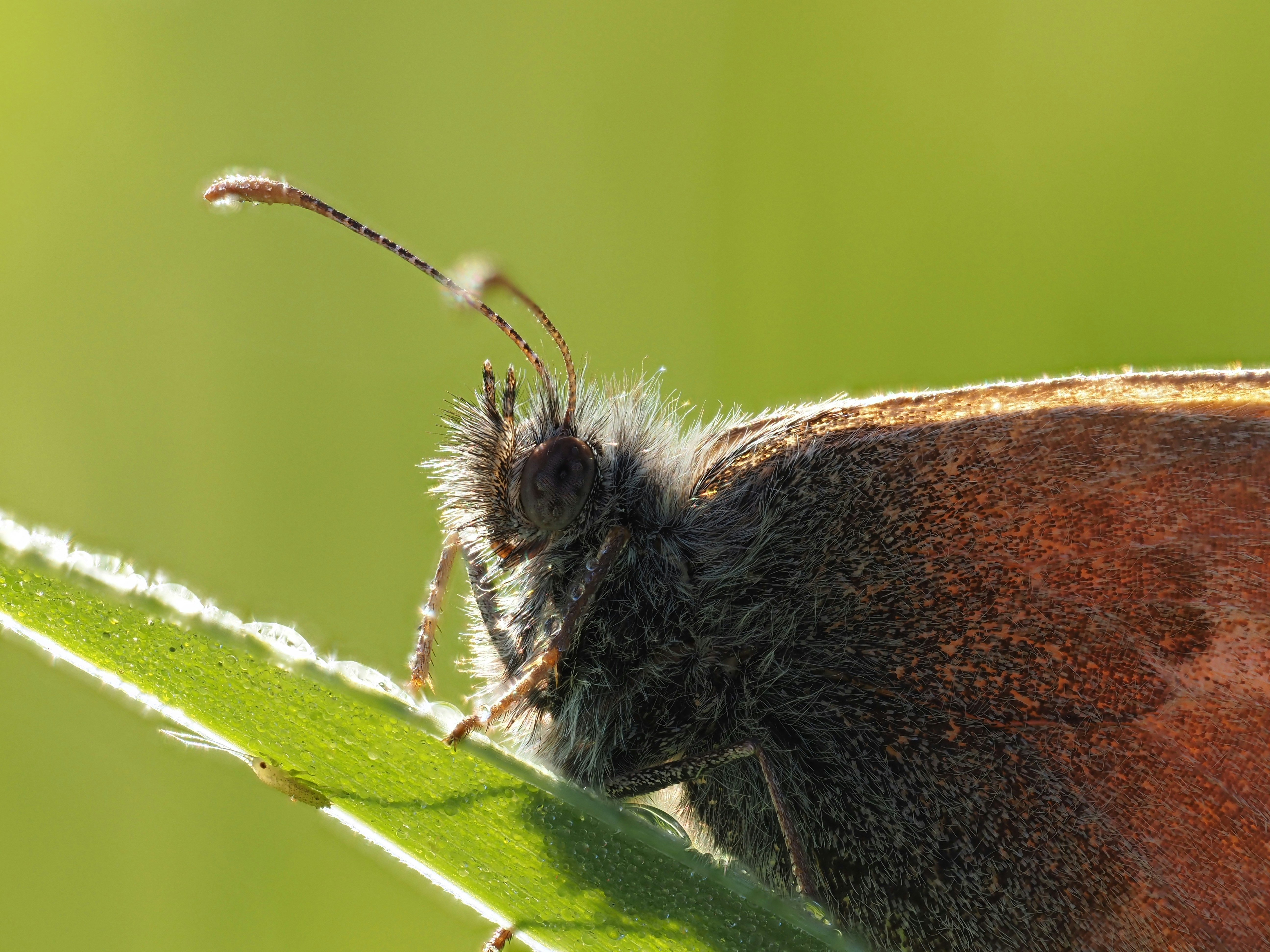 Velvet-Touched Wings: Macro Portrait of a Brown-Red Butterfly on a Sunlit Leaf