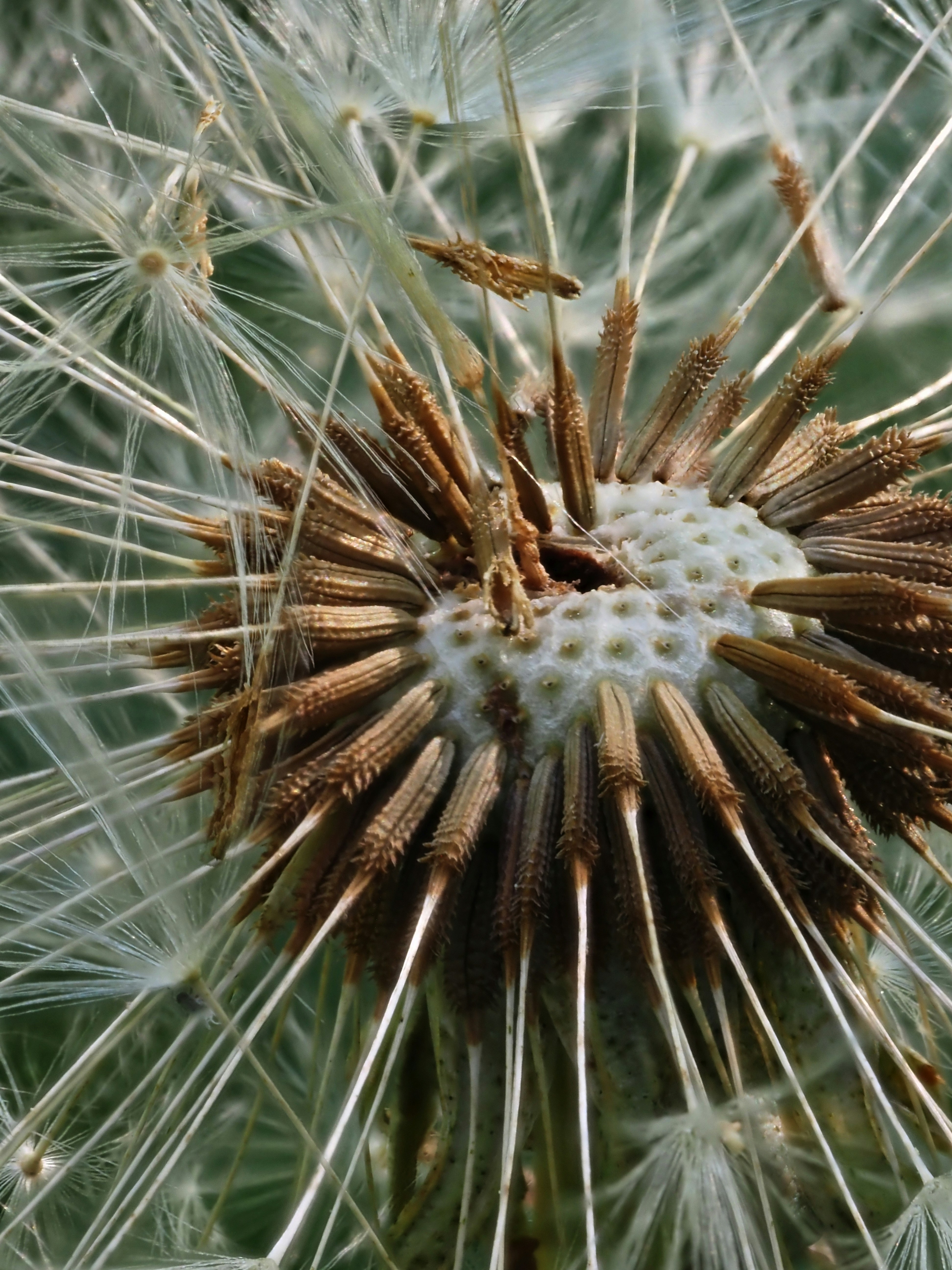 dandelion seeds | Close-up of a dandelion seed head.