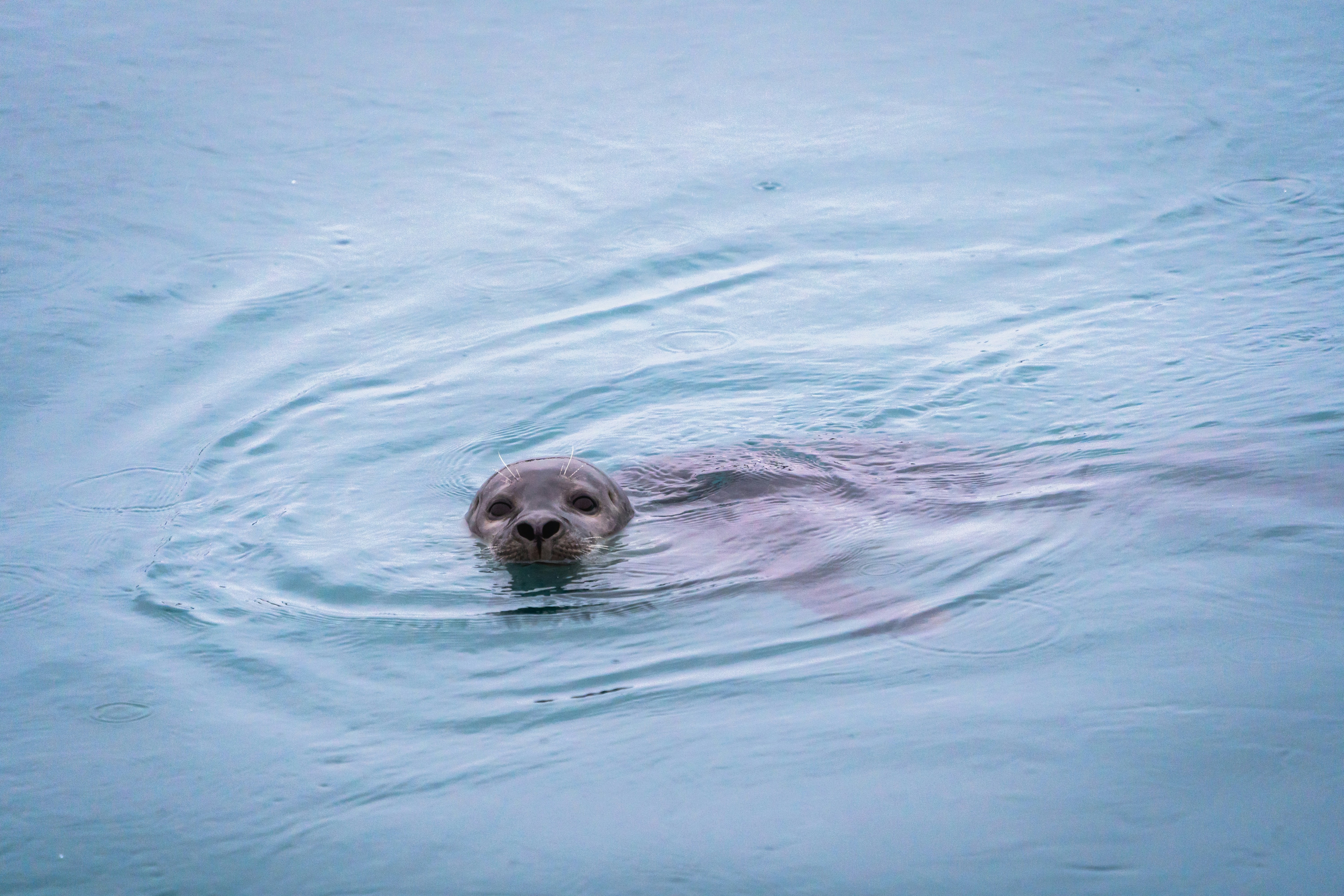 A seal swims in the blue water. photo – Free Animal Image on Unsplash