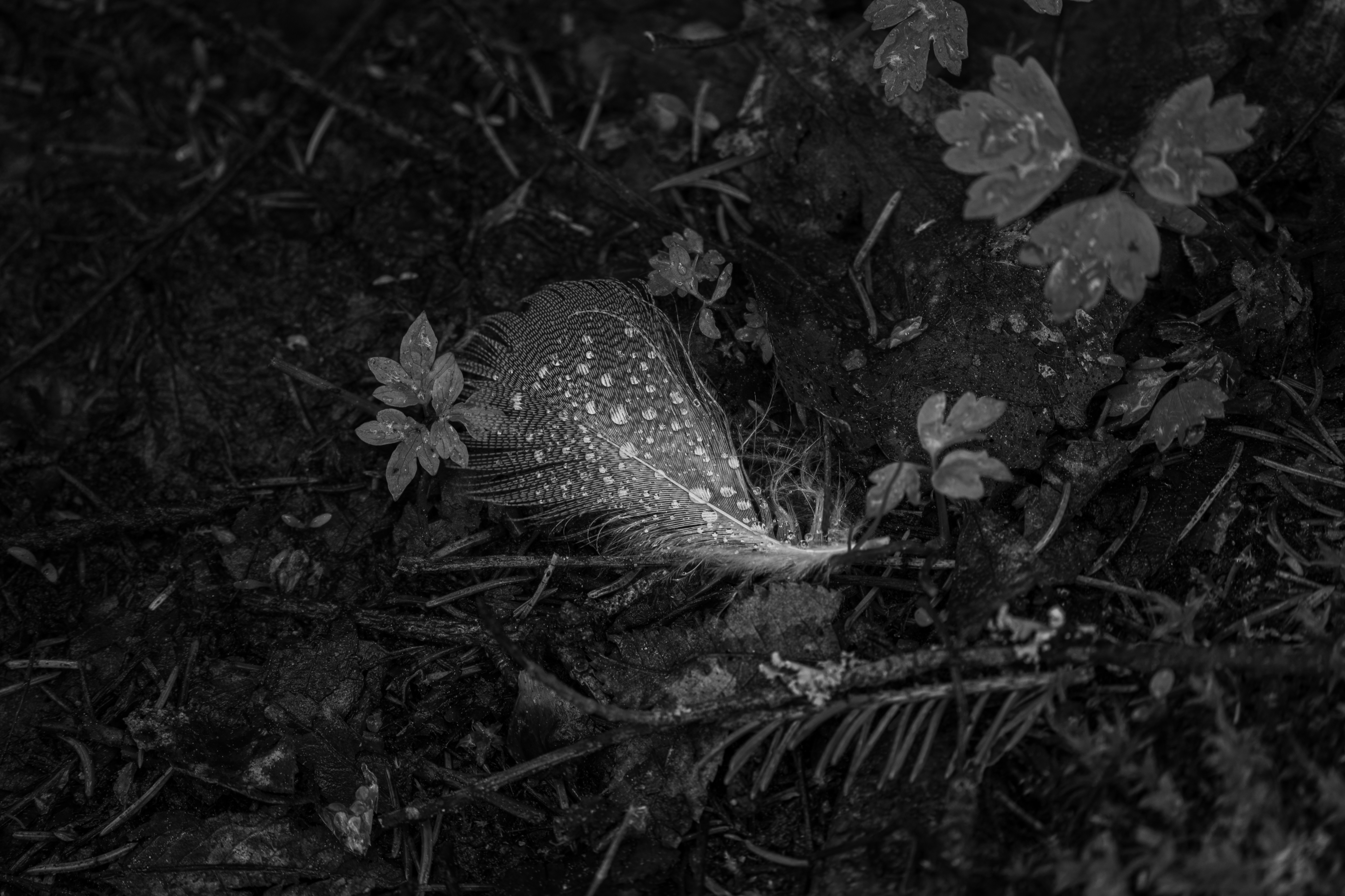 A delicate leaf adorned with droplets rests among dark earth and green foliage, highlighting the intricate details of nature. The monochromatic tones enhance the textures and shapes present in the scene.