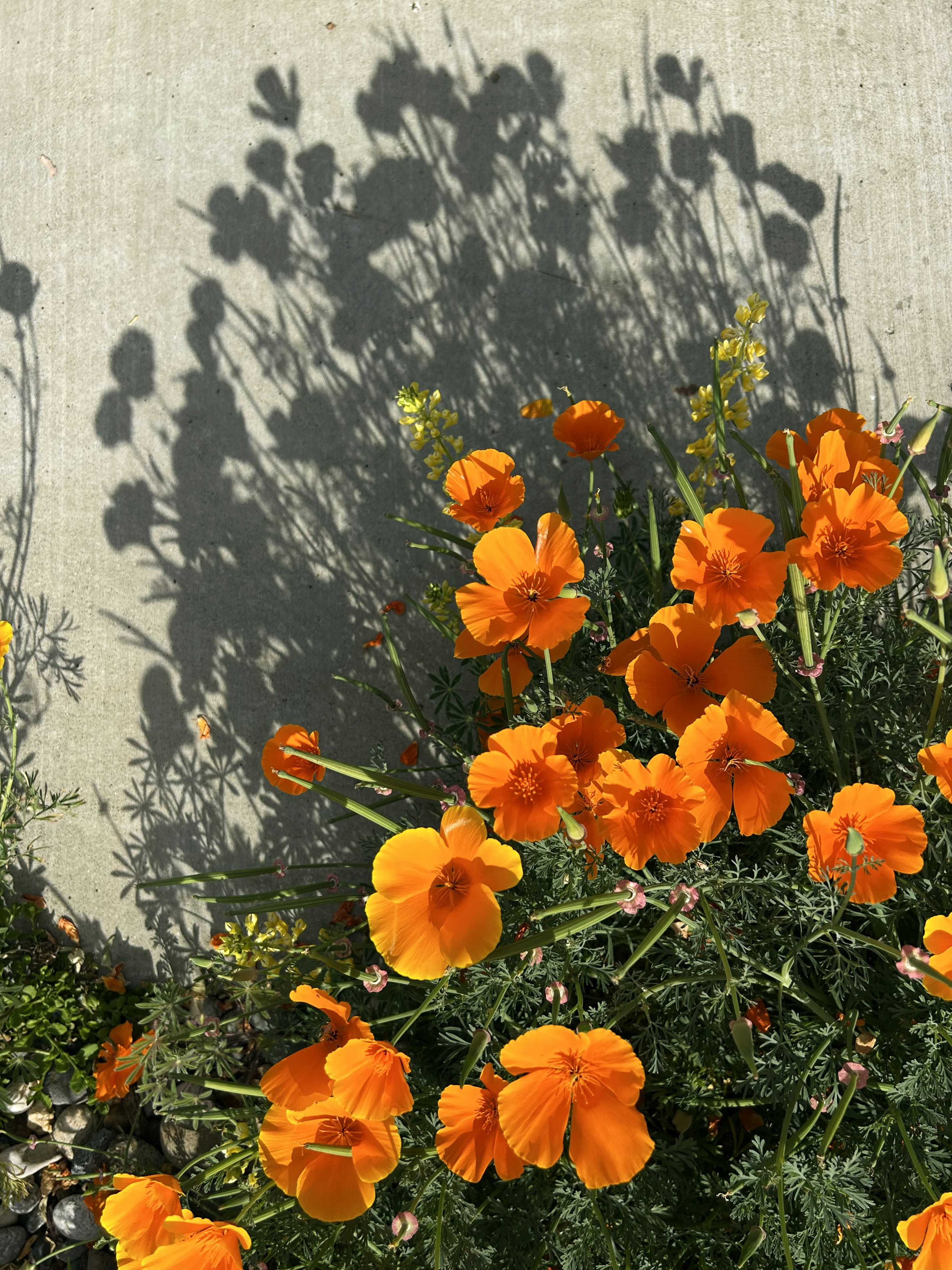 Sunlit Orange Poppies Spill Over a Textured Wall