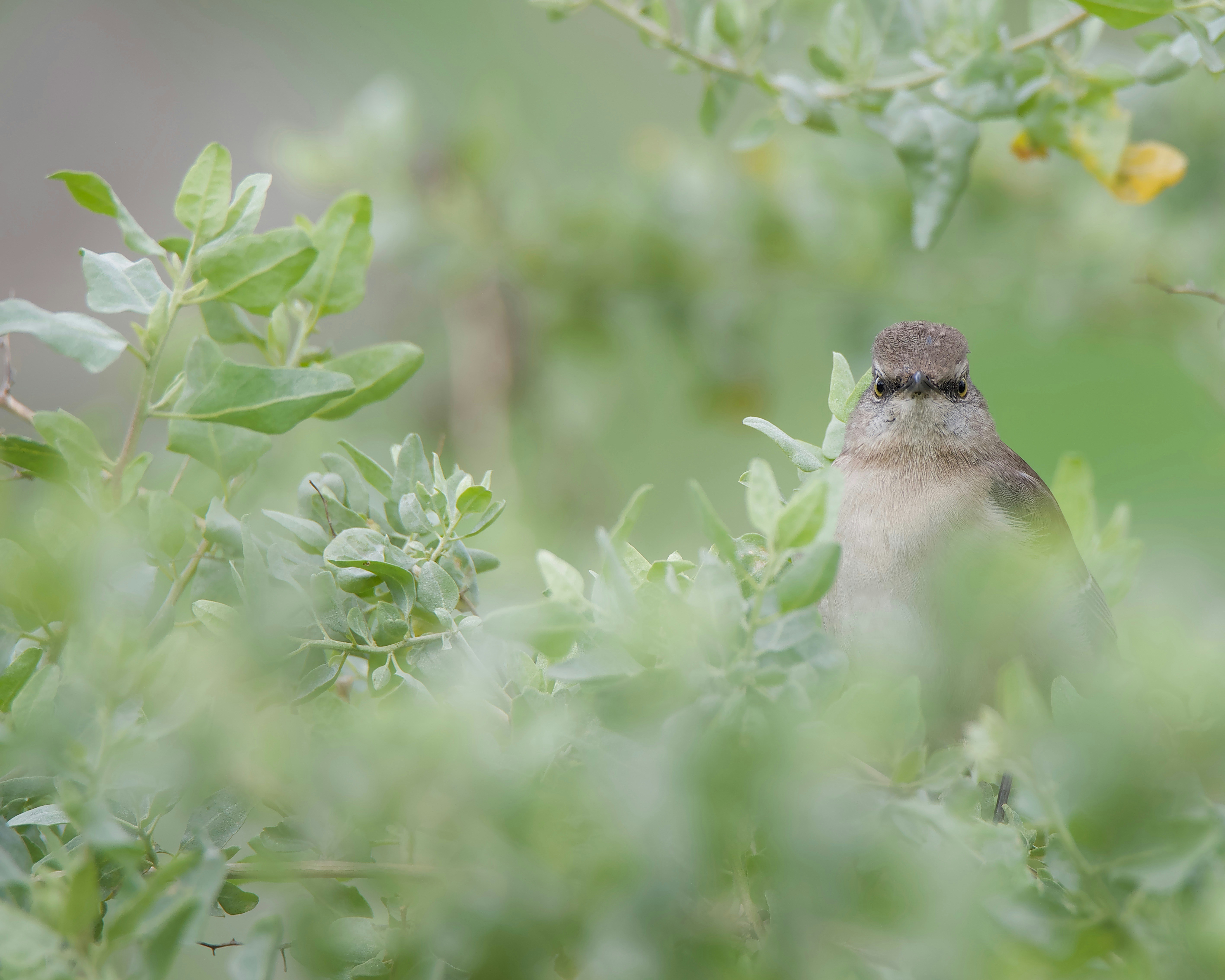 Hidden Songbird Amid Green Laurel