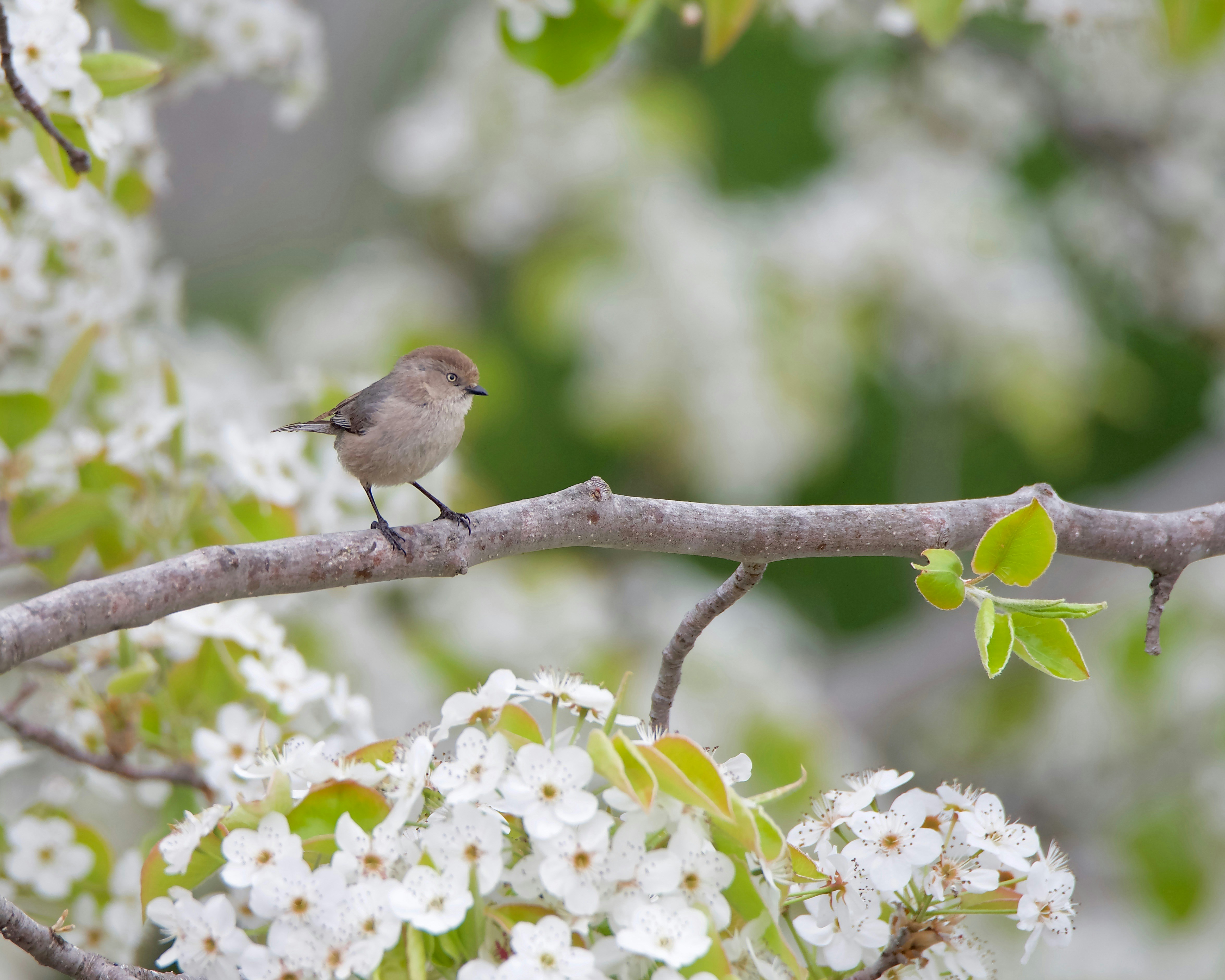 Whisper of Spring: Tiny Warbler on a Blooming Branch
