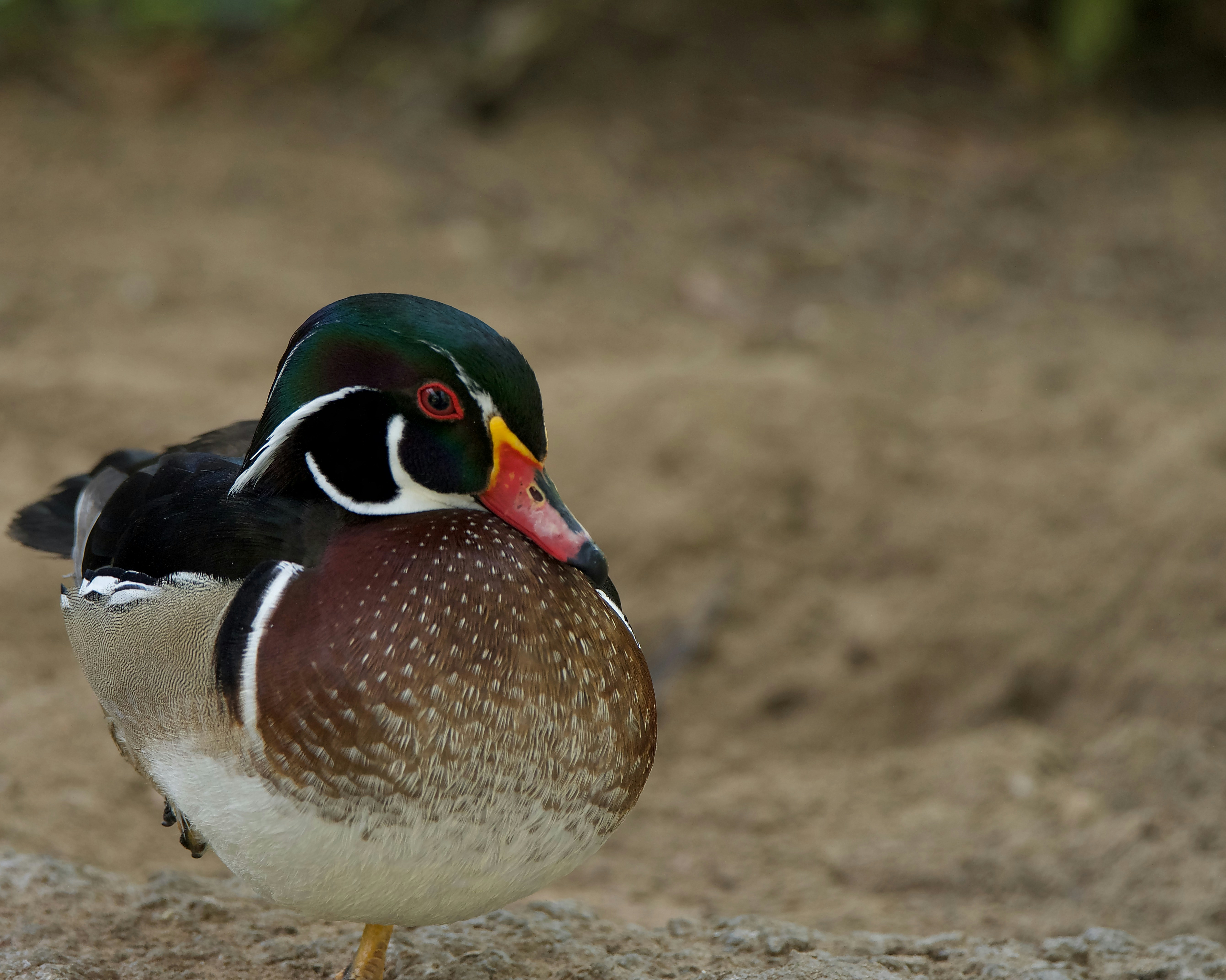 Wood Duck