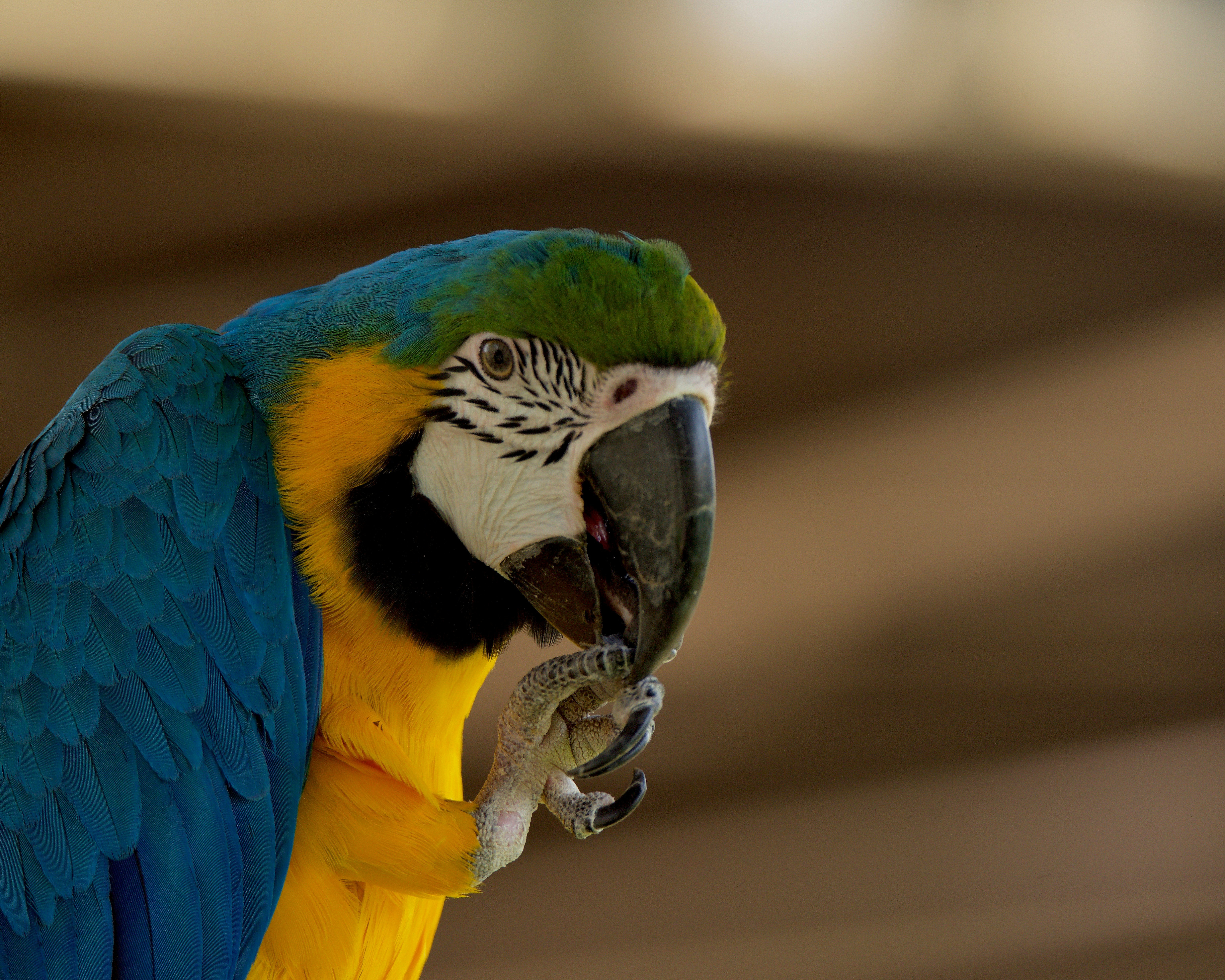 Blue and yellow macaw | A colorful macaw is eating something.