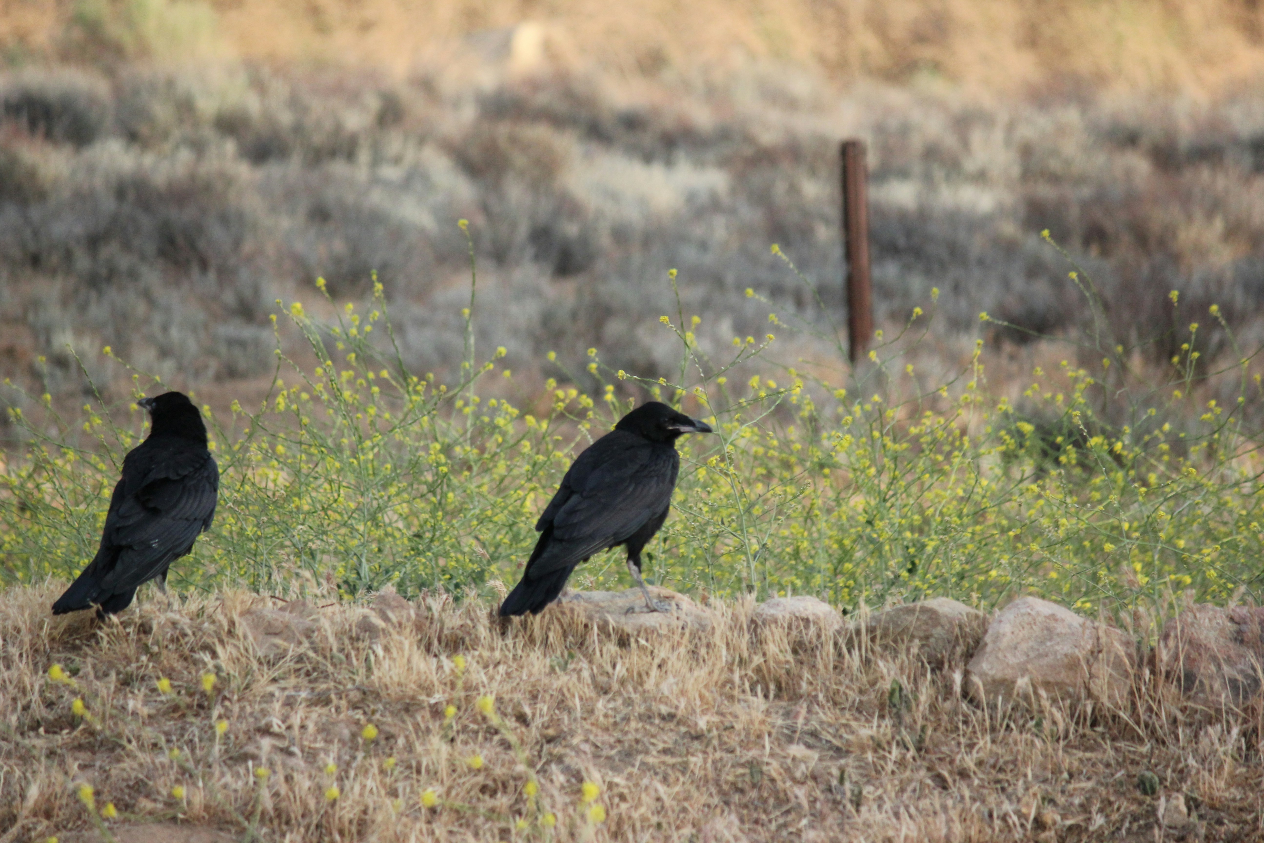 Ravens by the Fence in a Field of Gold