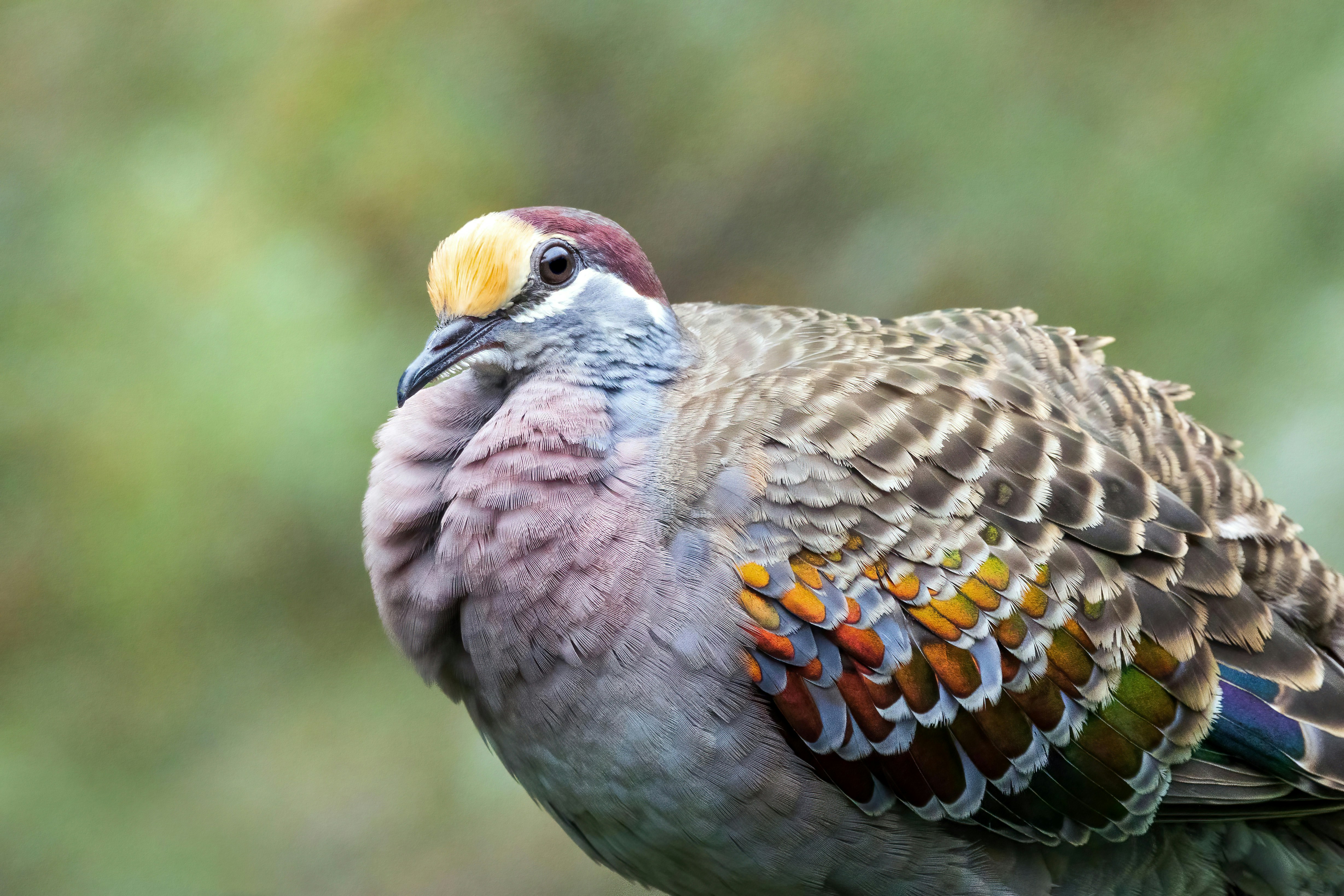Amber Crown, Lavender Chest: Portrait of a Pheasant in Quiet Green