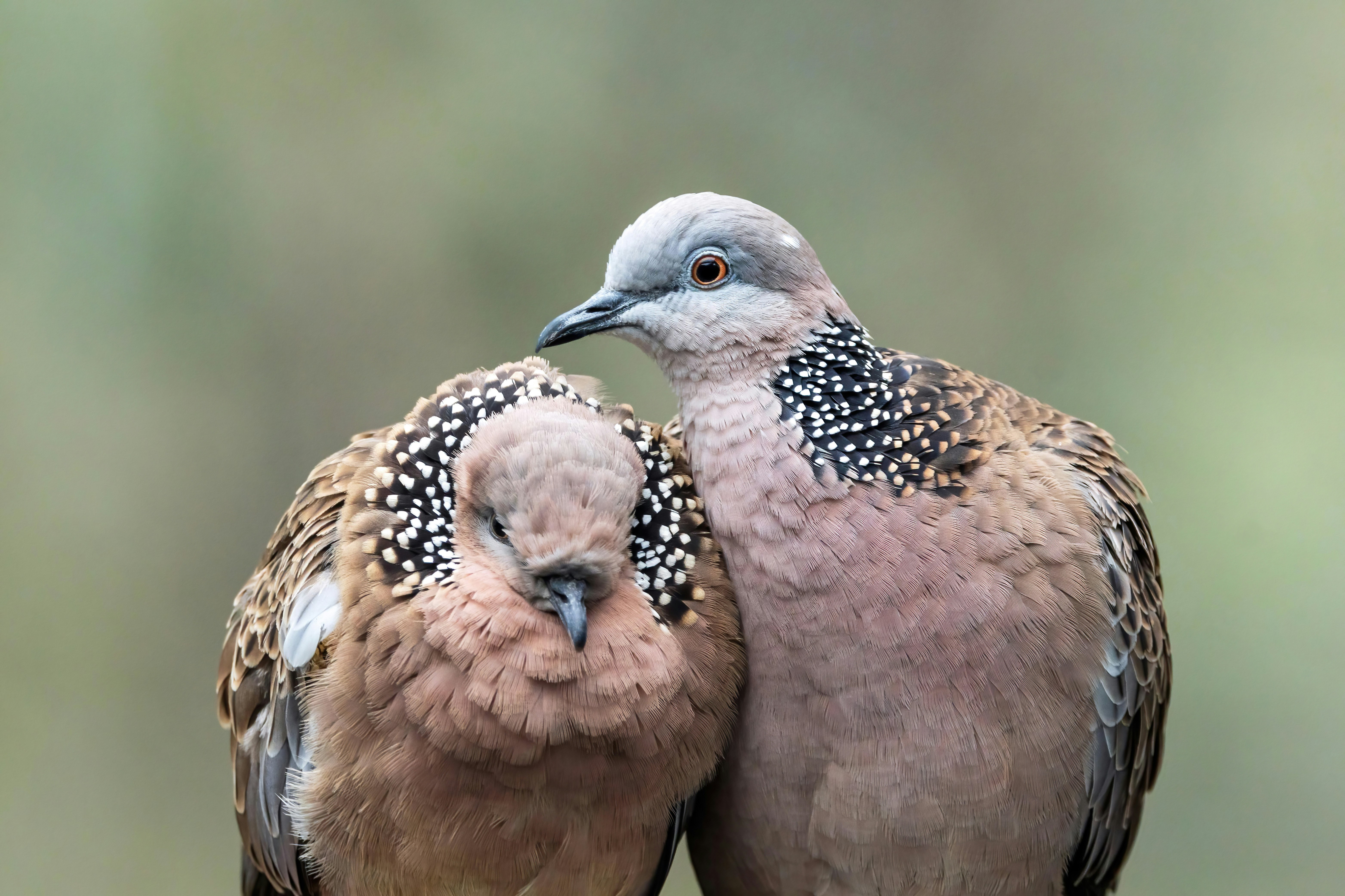 Two doves cozy up together in the picture. photo – Free Love Image on ...