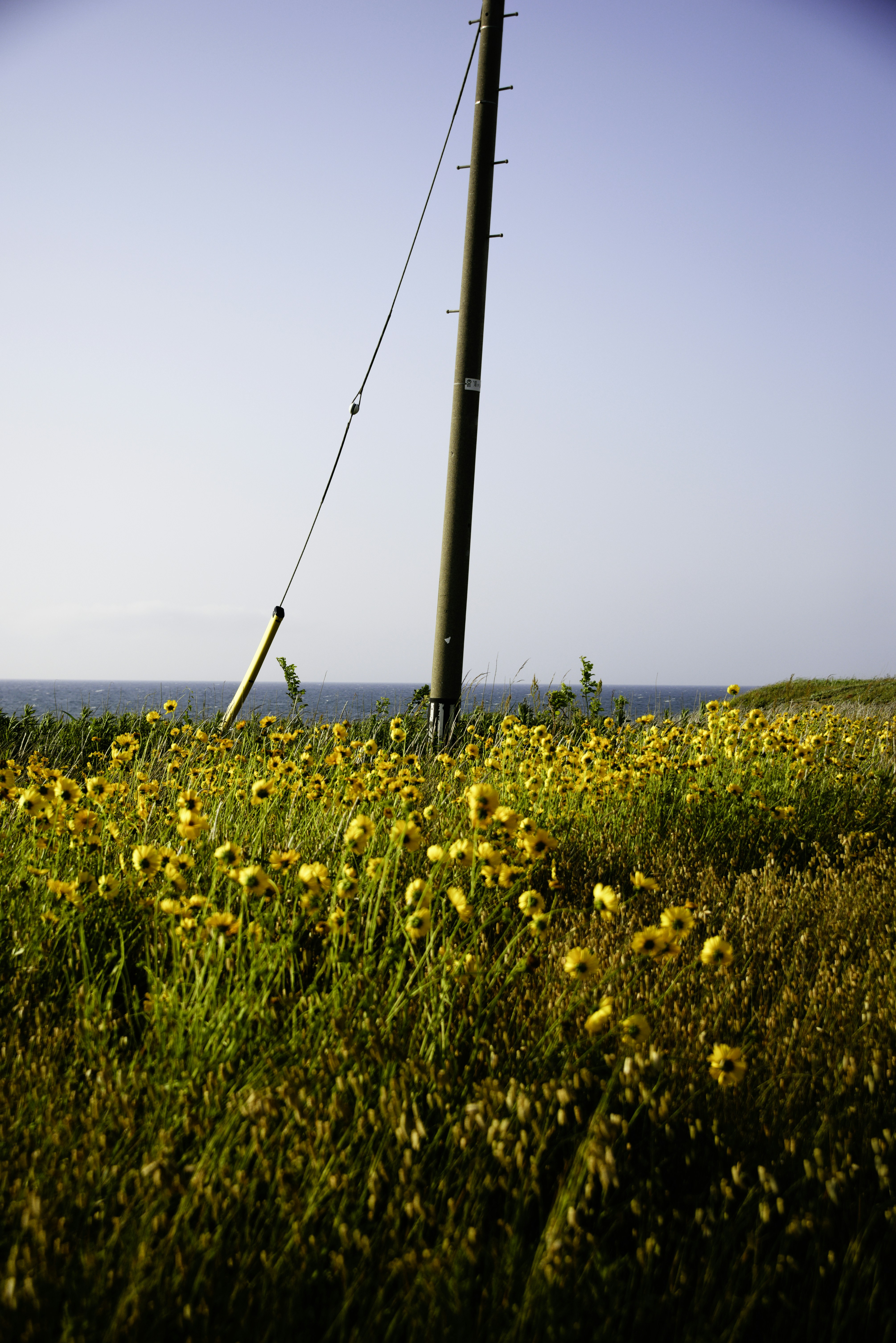 Coastal Field of Yellow Bloom under a Tilted Utility Pole