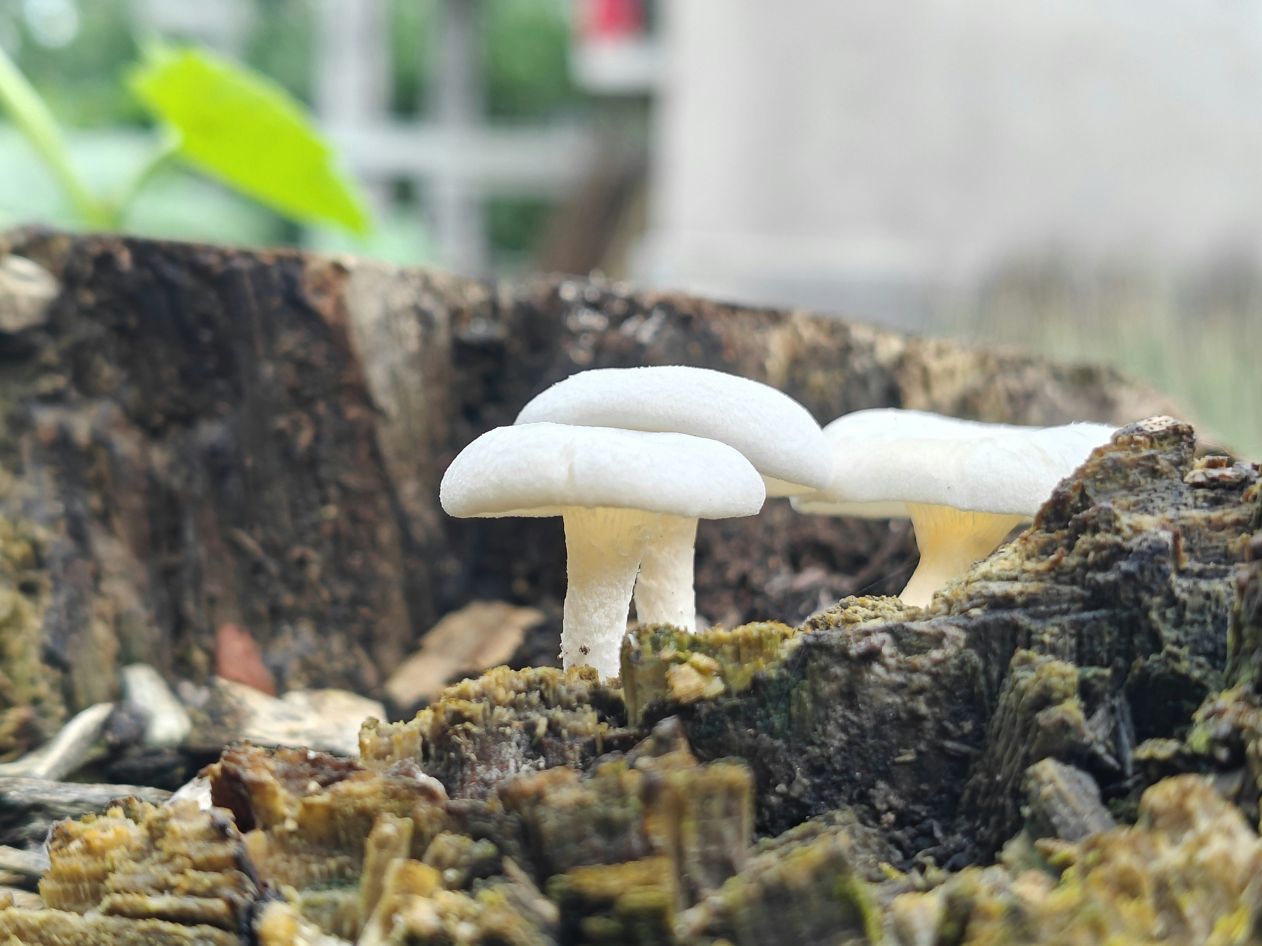 Whispers of Nature: Fungi Emergence