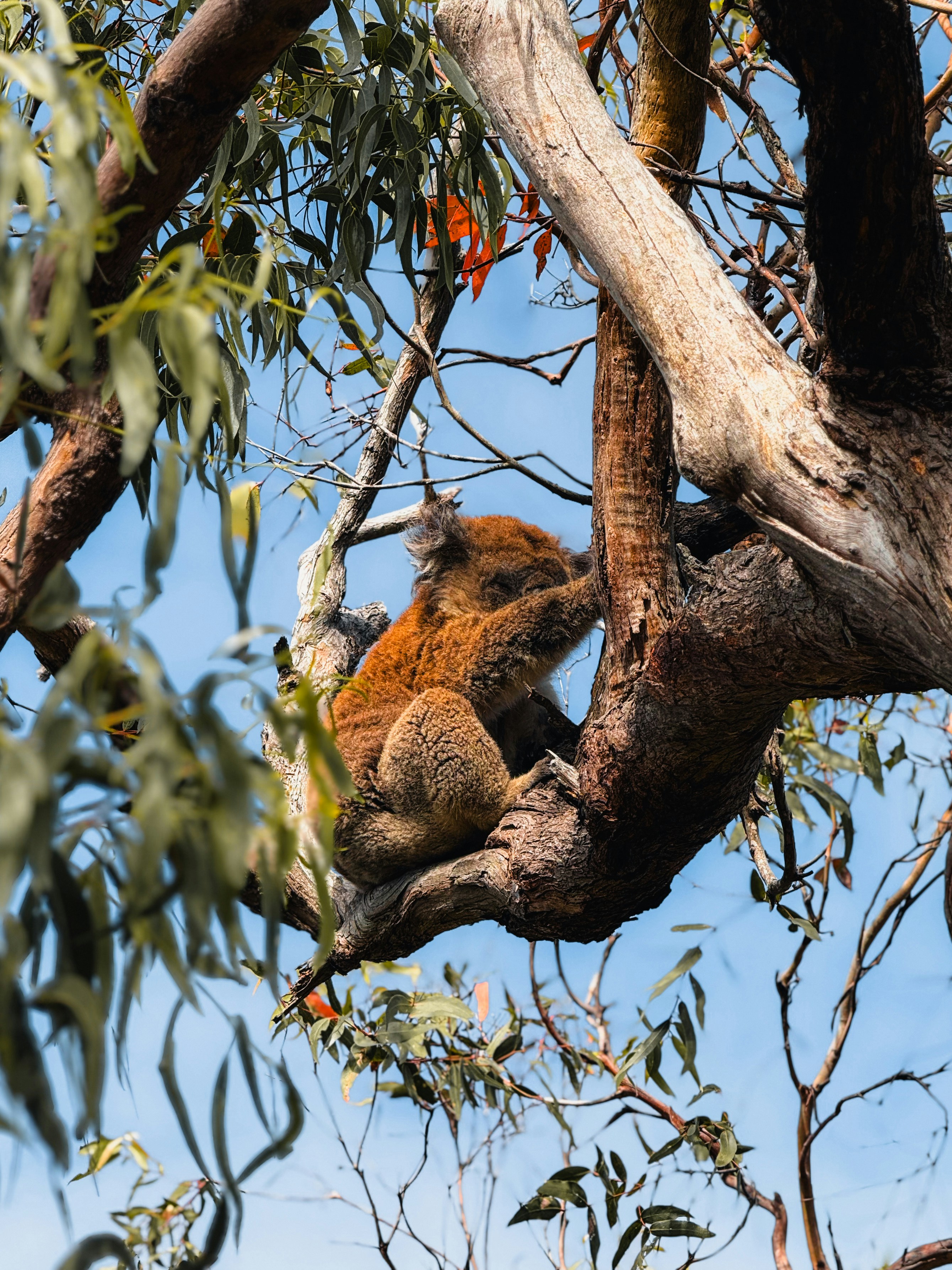 Sunlit Pause: Koala Reclines on a Gnarled Eucalyptus Branch