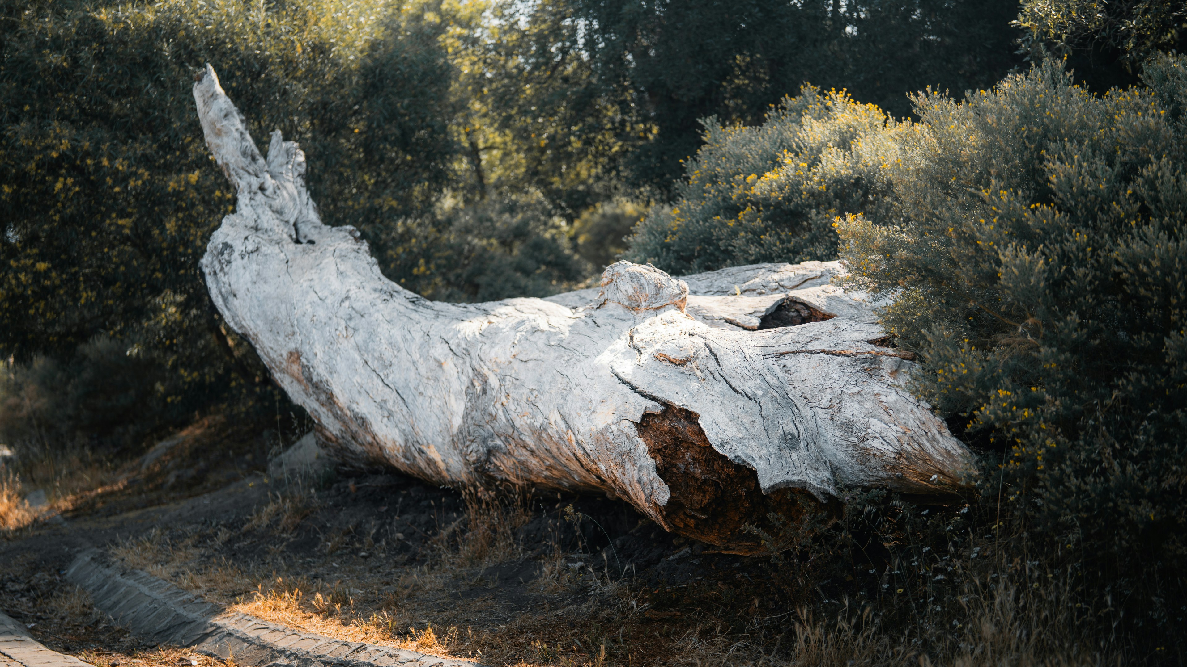 White Behemoth on the Dune: A Weathered Log Amid Scrub