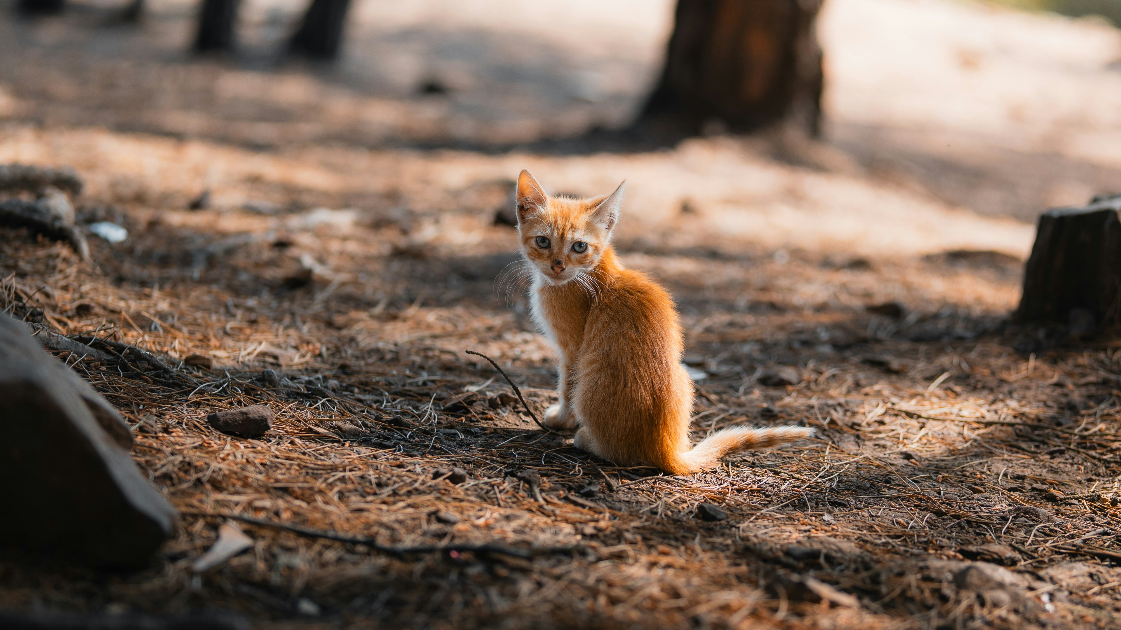 Whiskered Wanderer in the Woods
